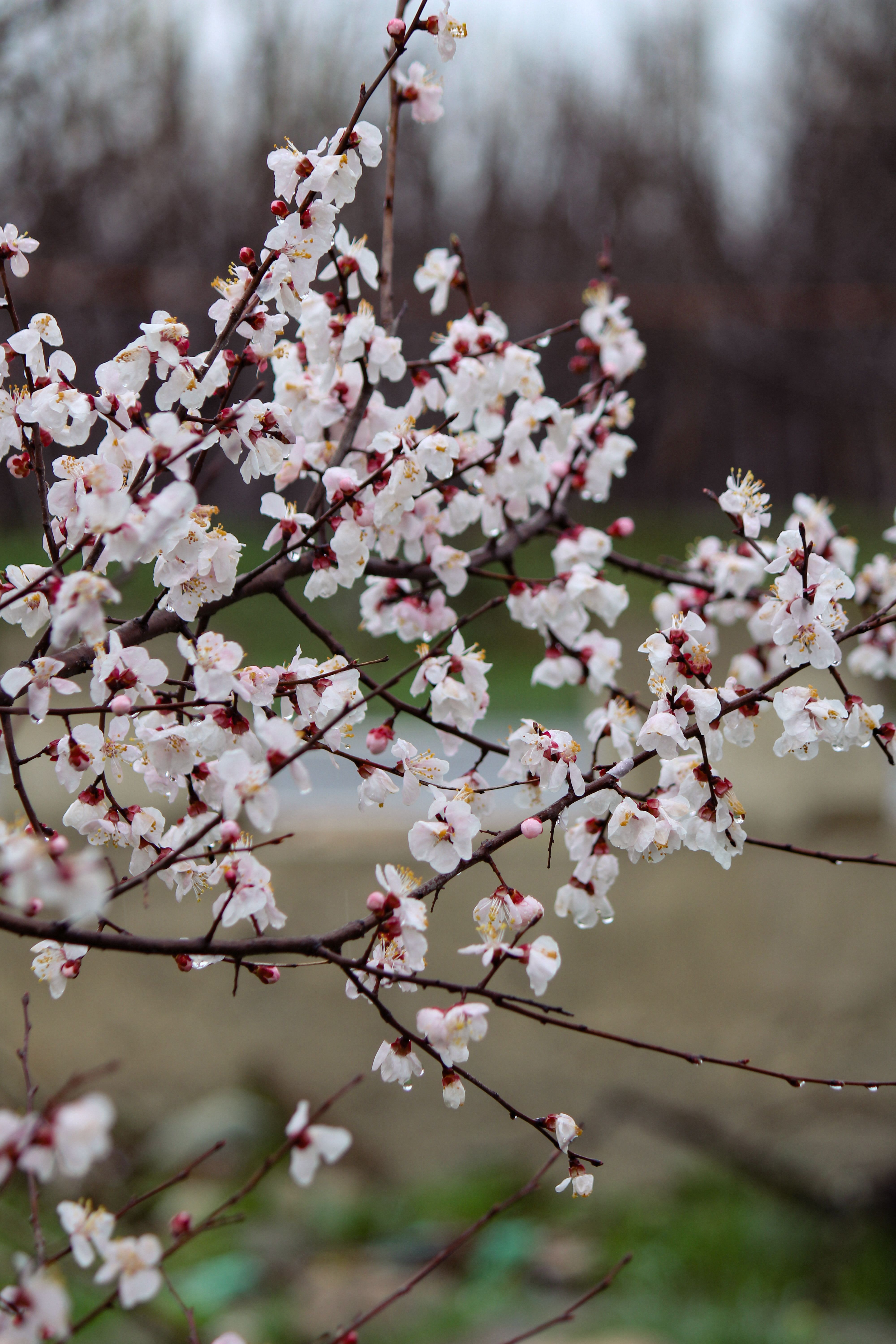 4k Cherry Flower Photos, Download The BEST Free 4k Cherry Flower Stock ...