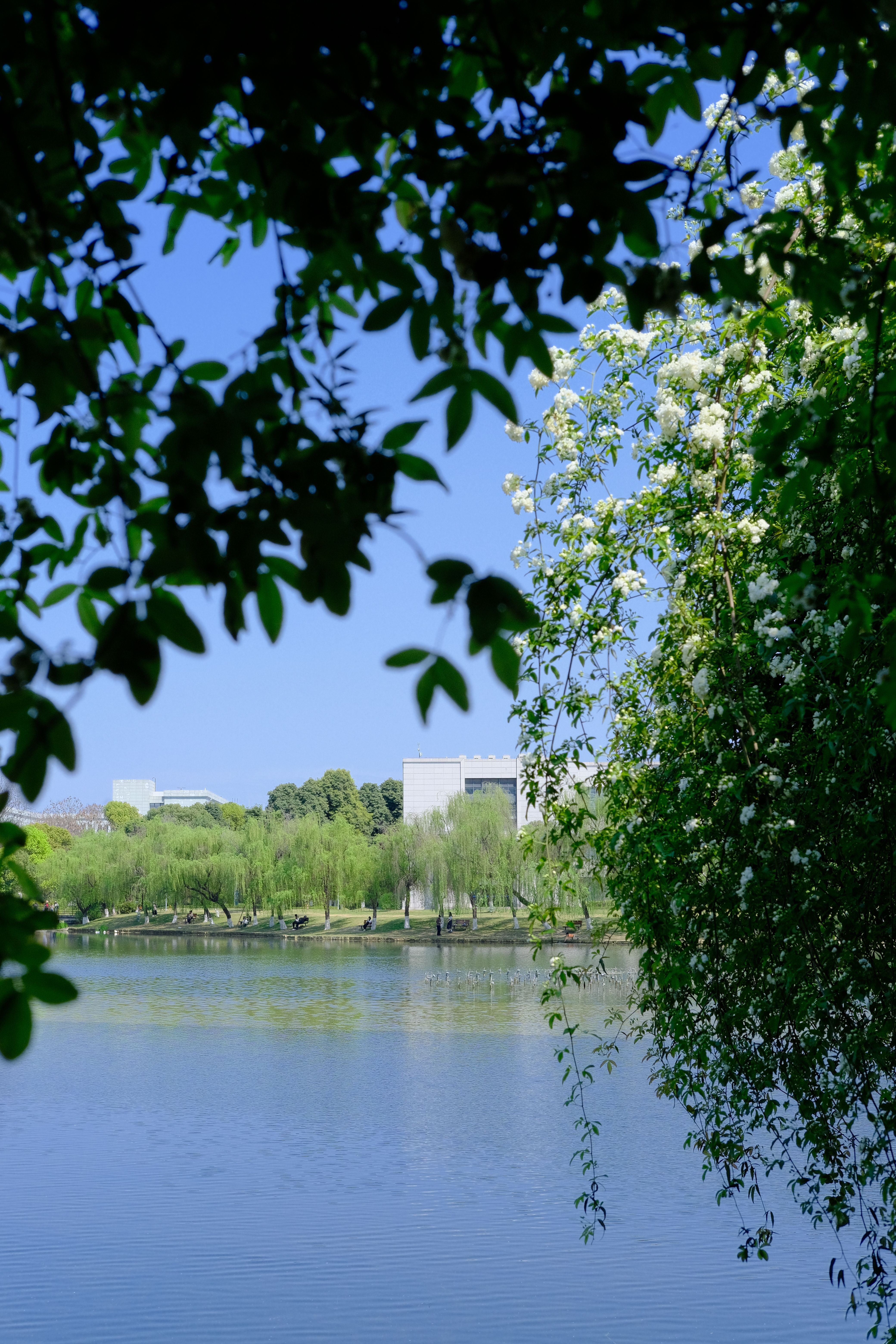 Building behind Trees on Lake Shore seen from behind Tree Branches ...