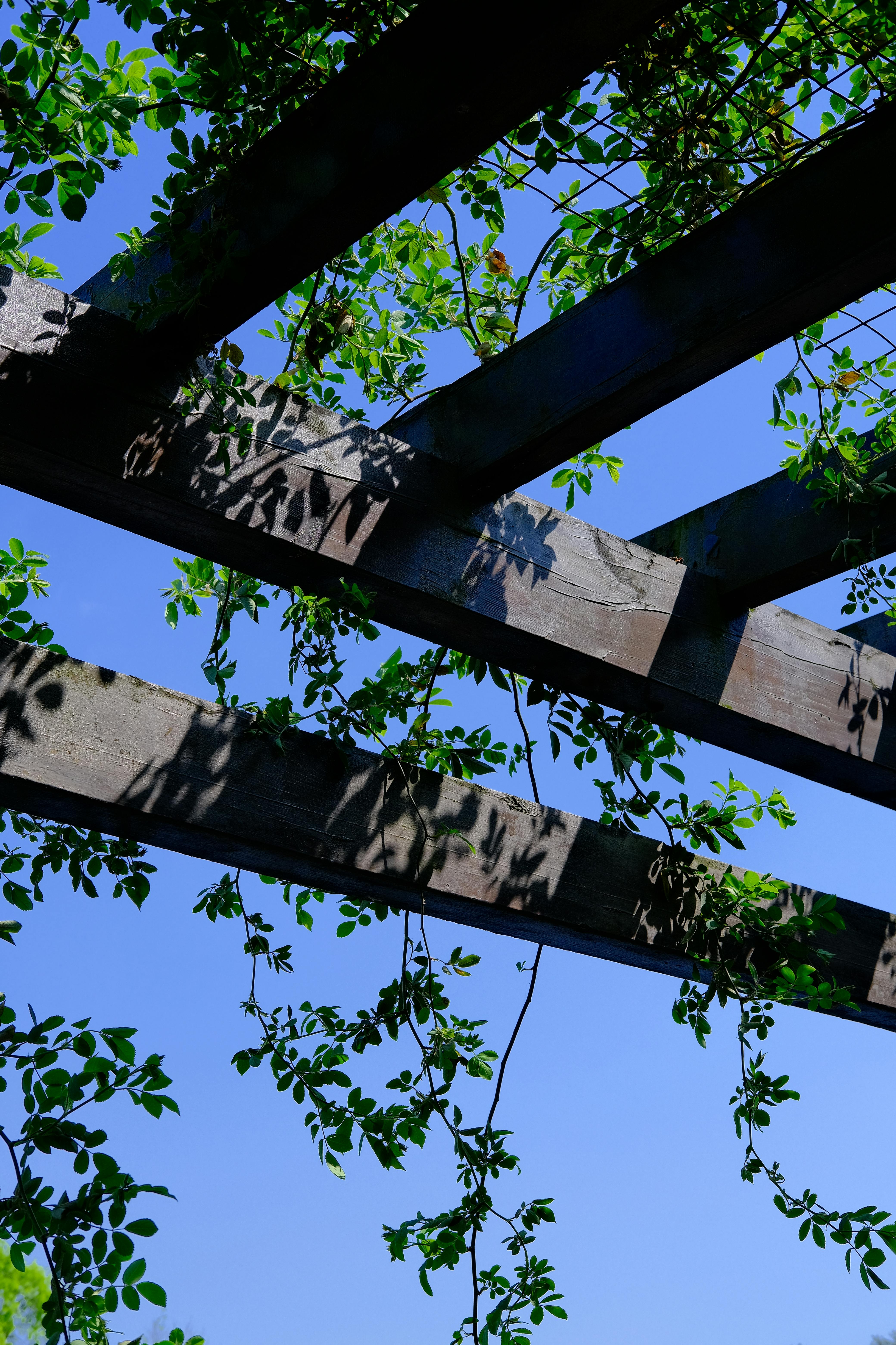 Tree Branches Hanging from Wooden Pergola · Free Stock Photo