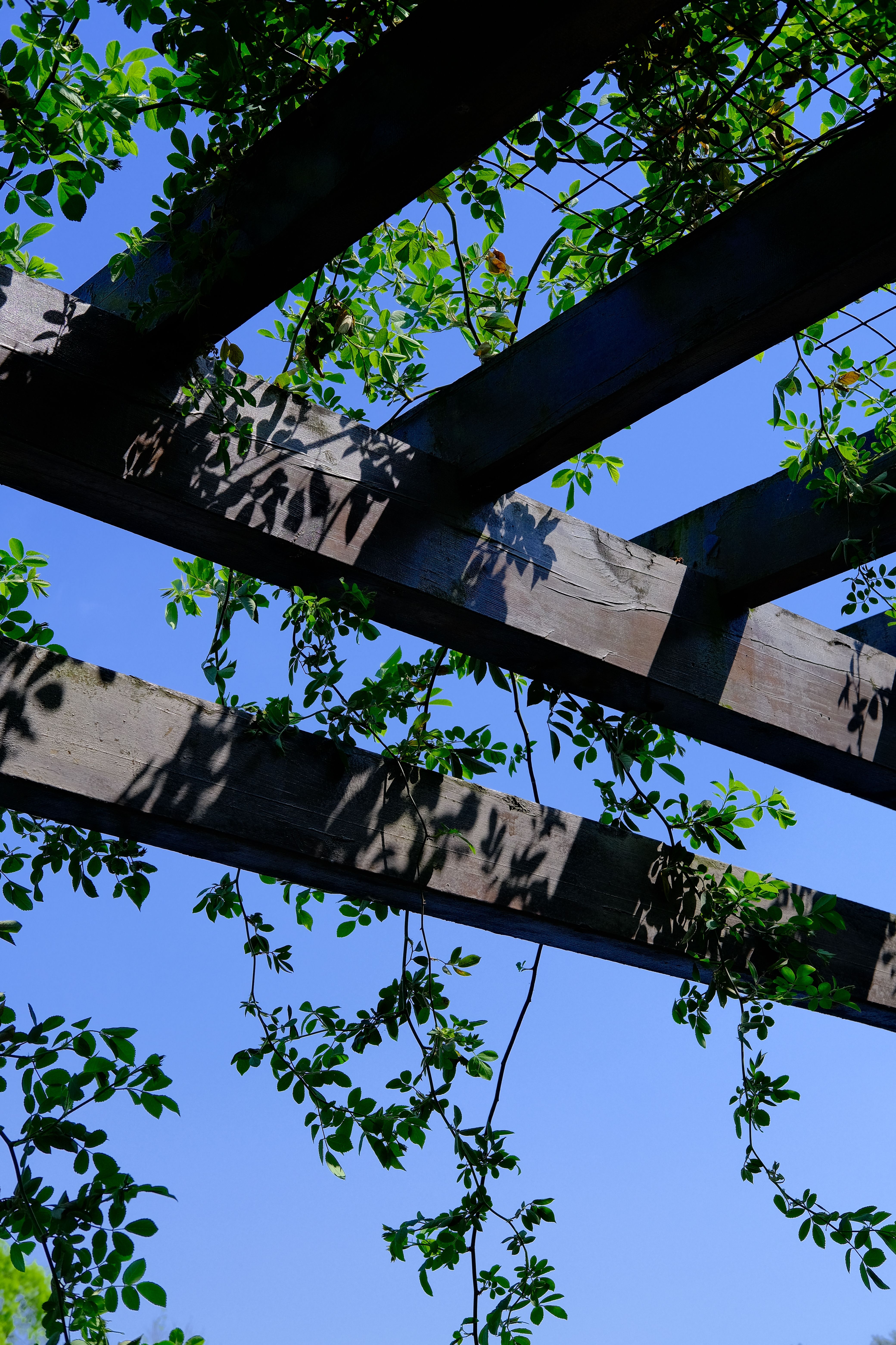 Tree Branches Hanging from Wooden Pergola · Free Stock Photo