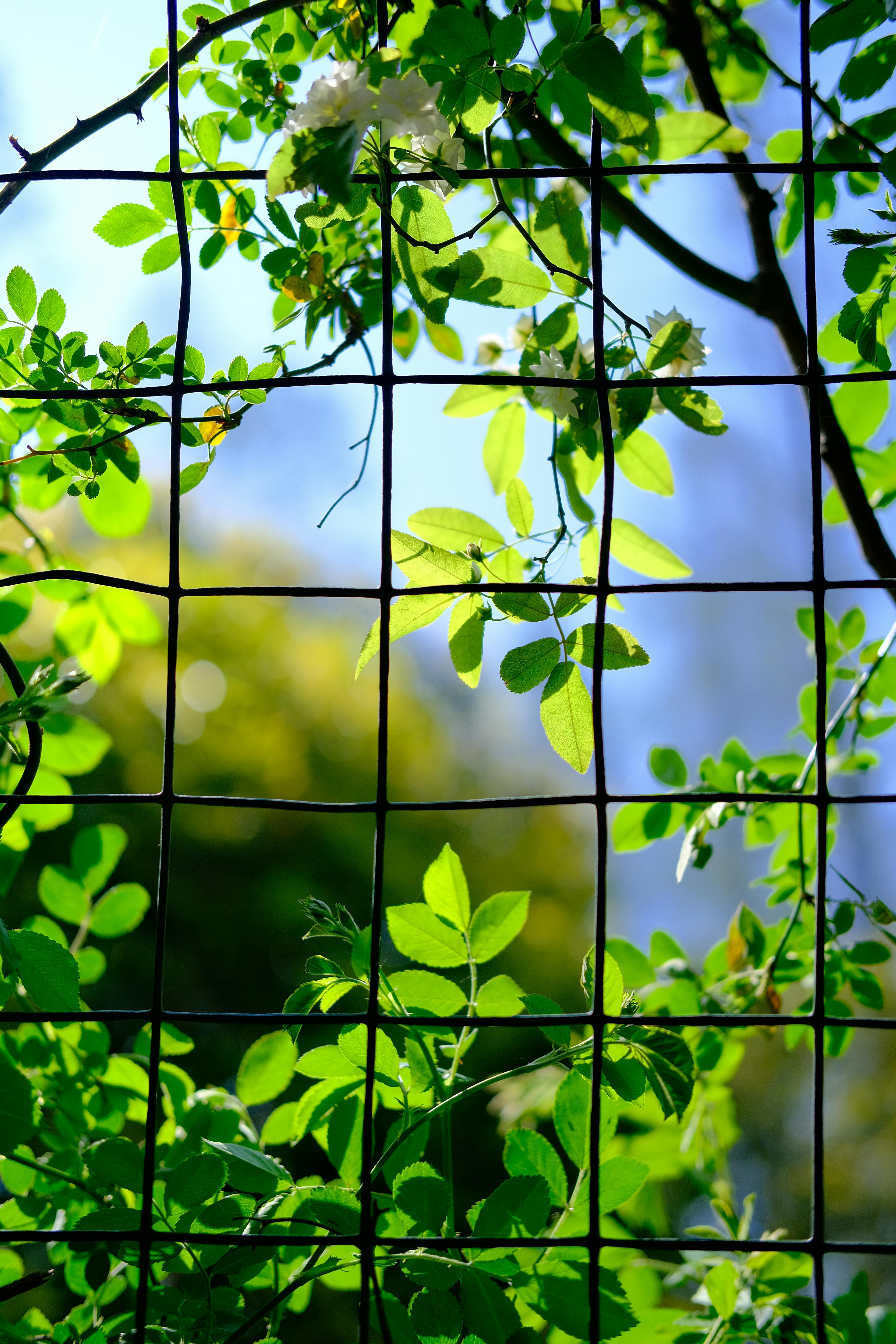 Xray Net Photos, Download The BEST Free Xray Net Stock Photos & HD Images