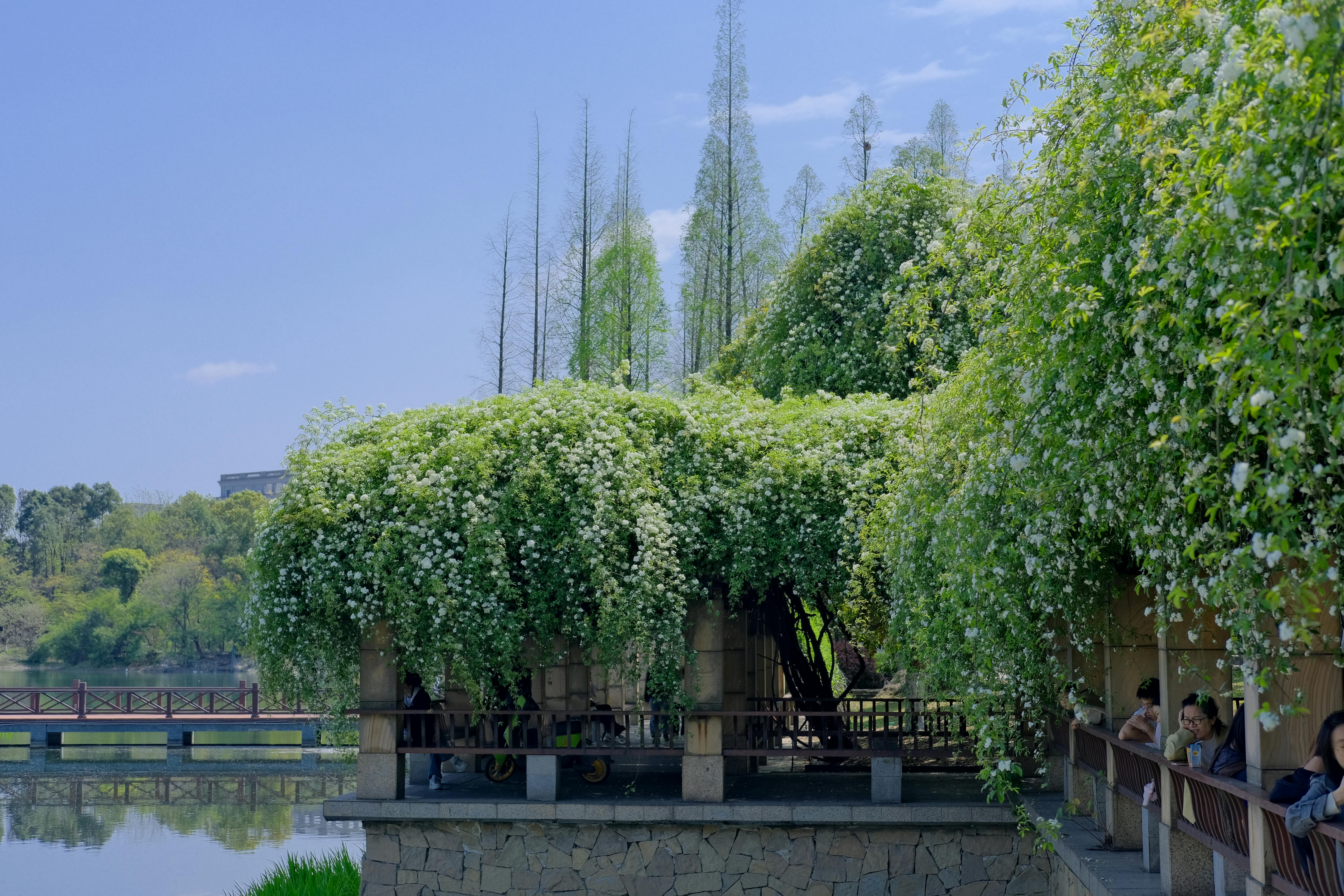People Standing on Promenade by Lake under Hanging Flowering Branches ...