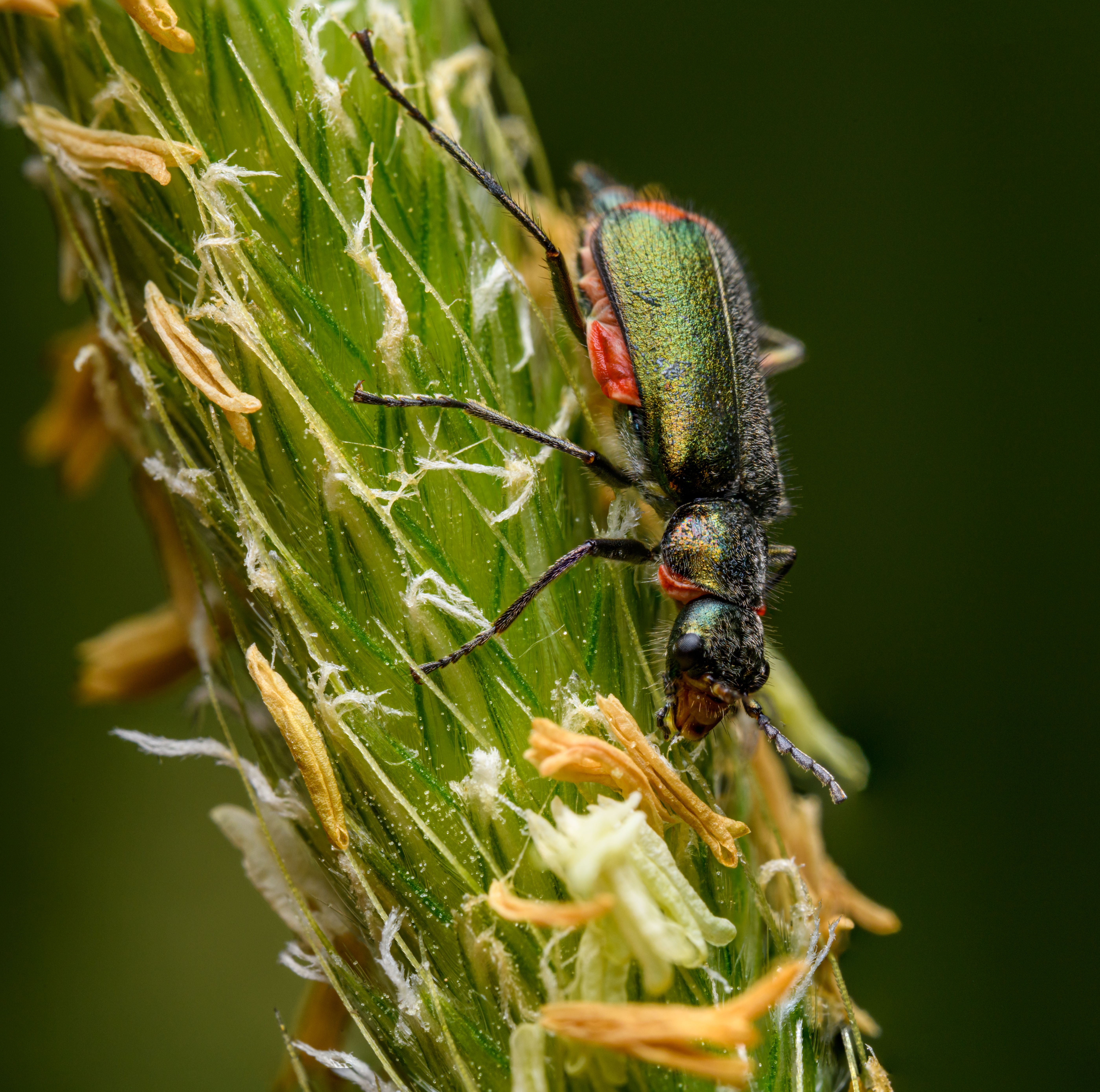 A green beetle sitting on top of a plant · Free Stock Photo