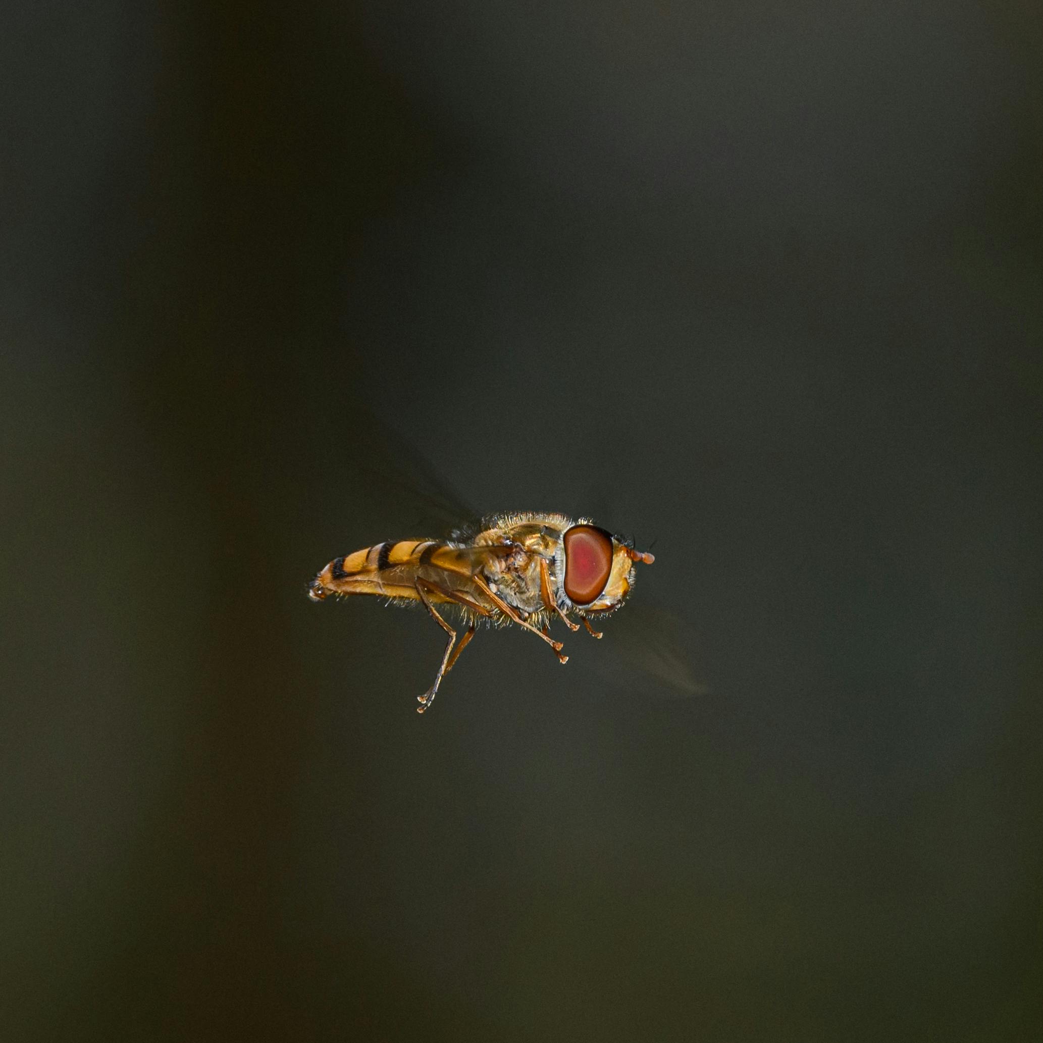 Invertebrate Zoology Photos, Download The BEST Free Invertebrate ...