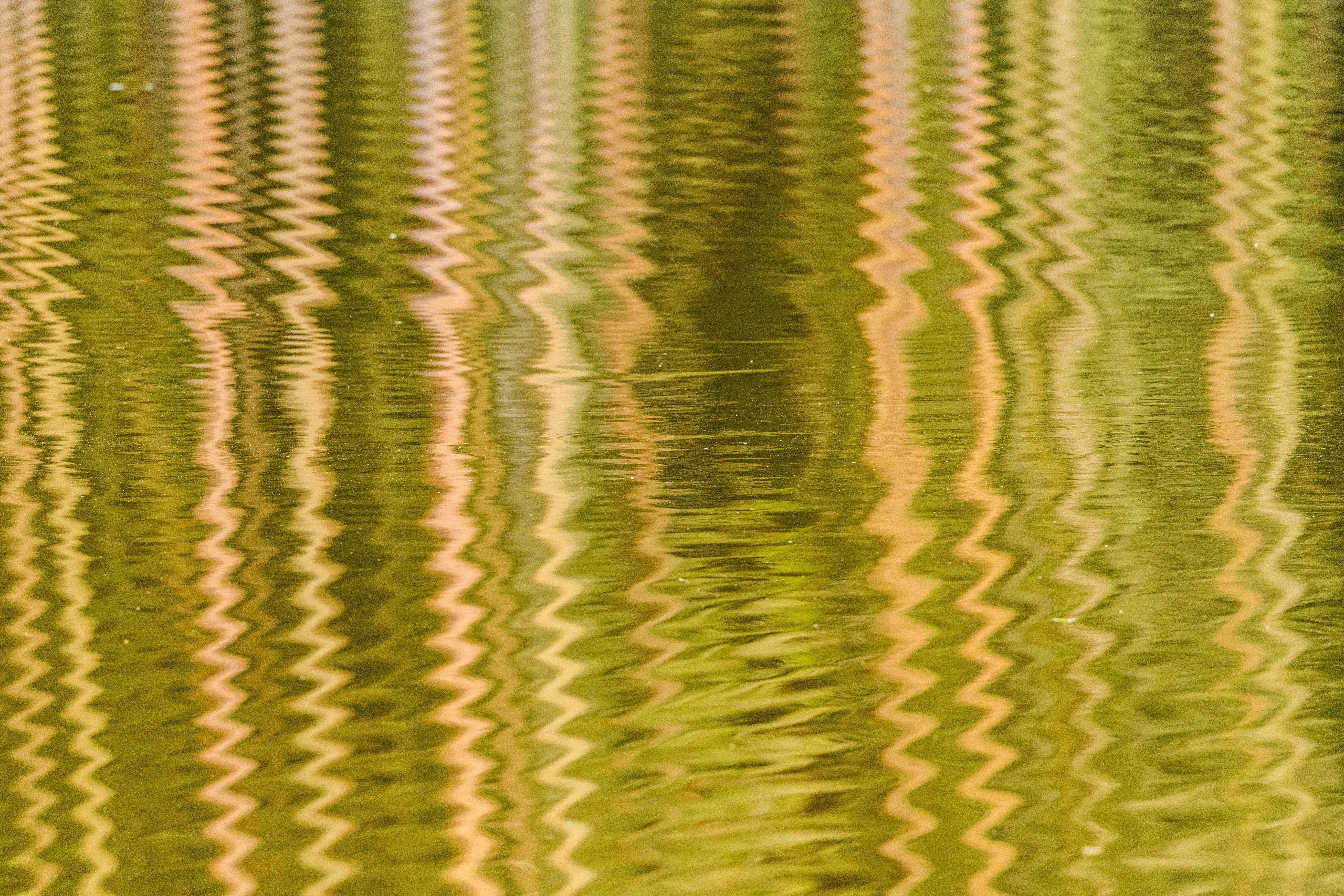 Ripples on a Lake · Free Stock Photo