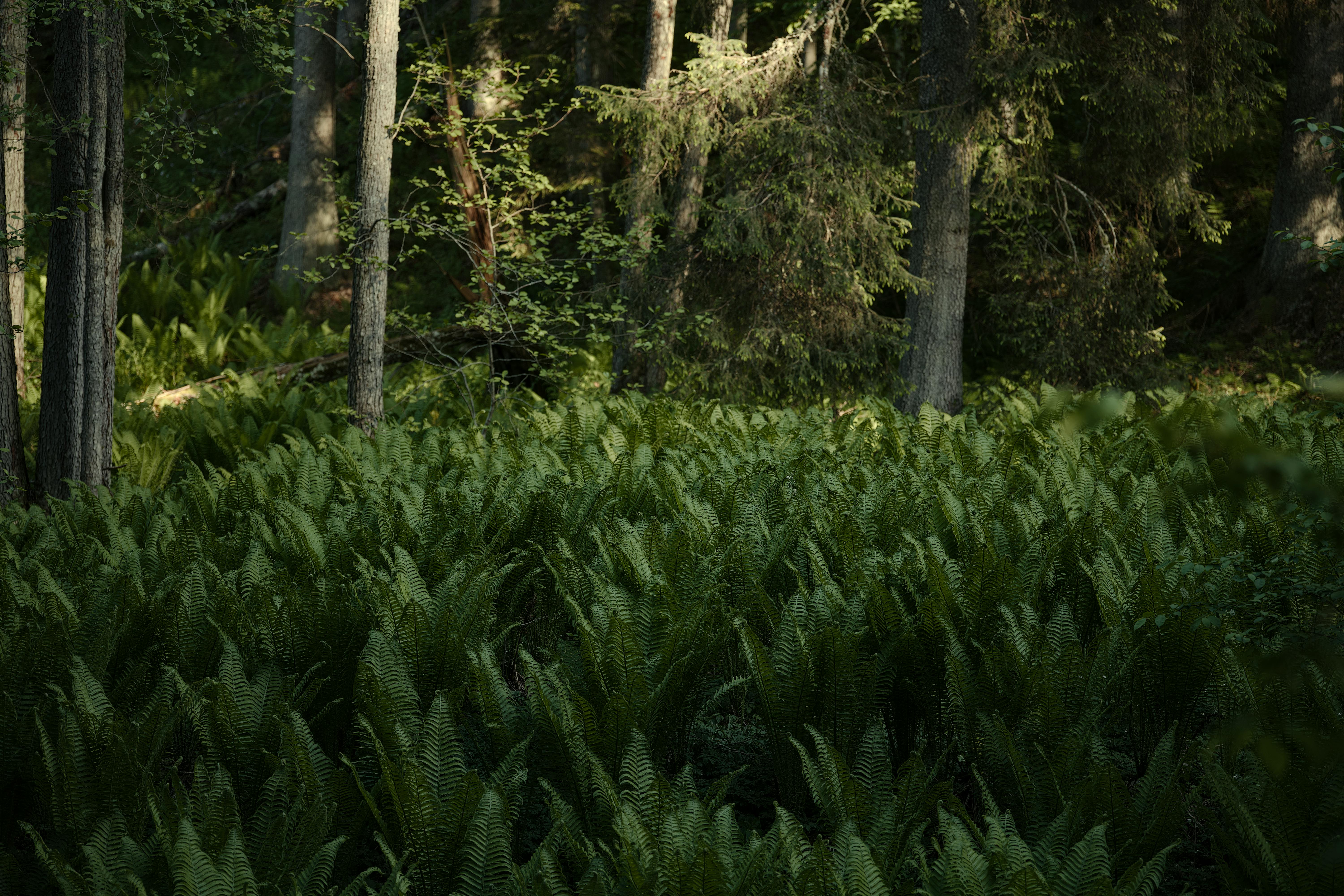 Forest during Day · Free Stock Photo