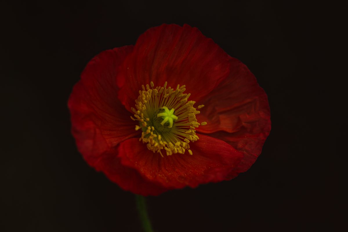 Poppy Wallpaper Photos, Download The BEST Free Poppy Wallpaper Stock ...
