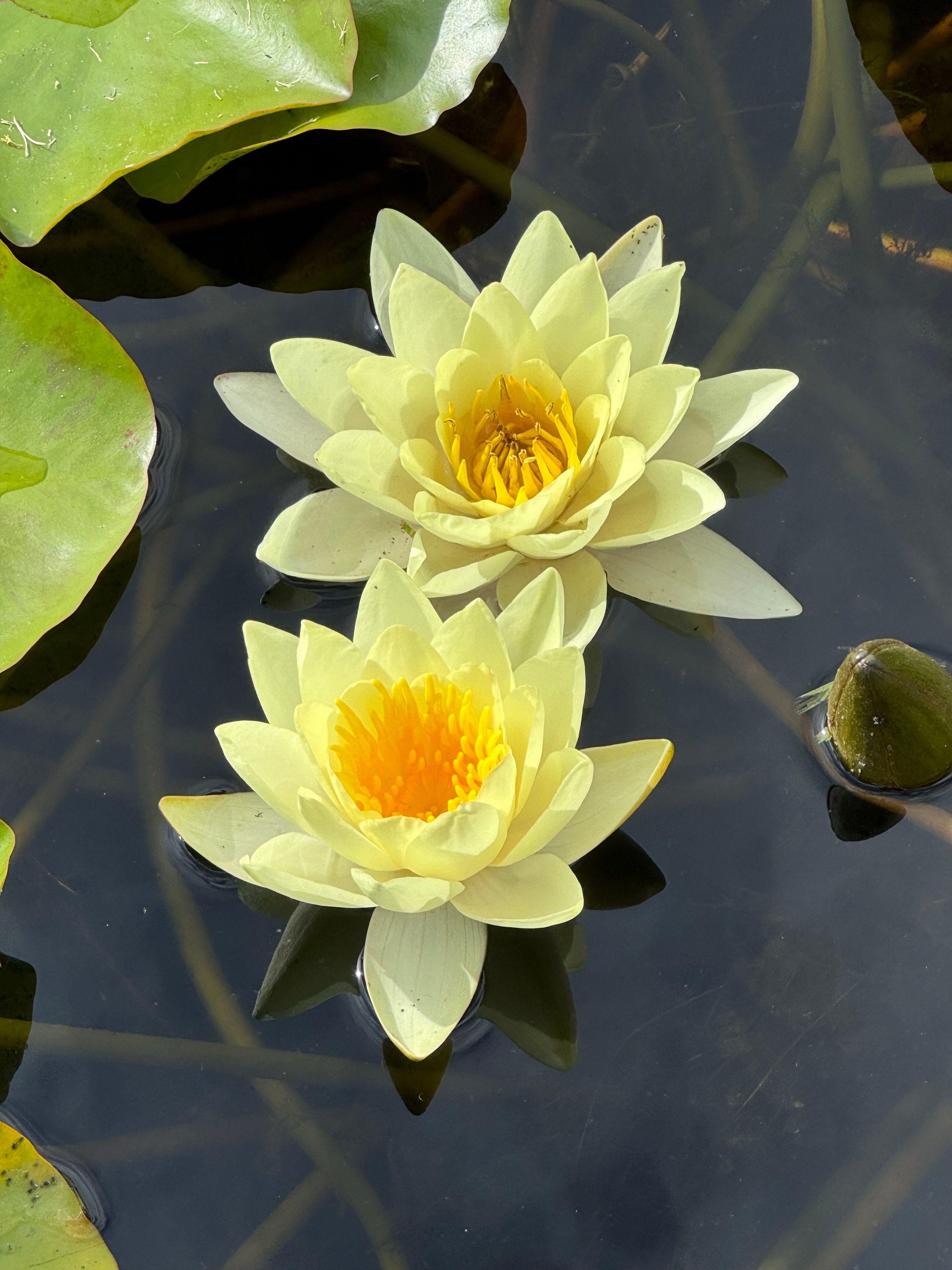 Two yellow water lilies floating in a pond · Free Stock Photo
