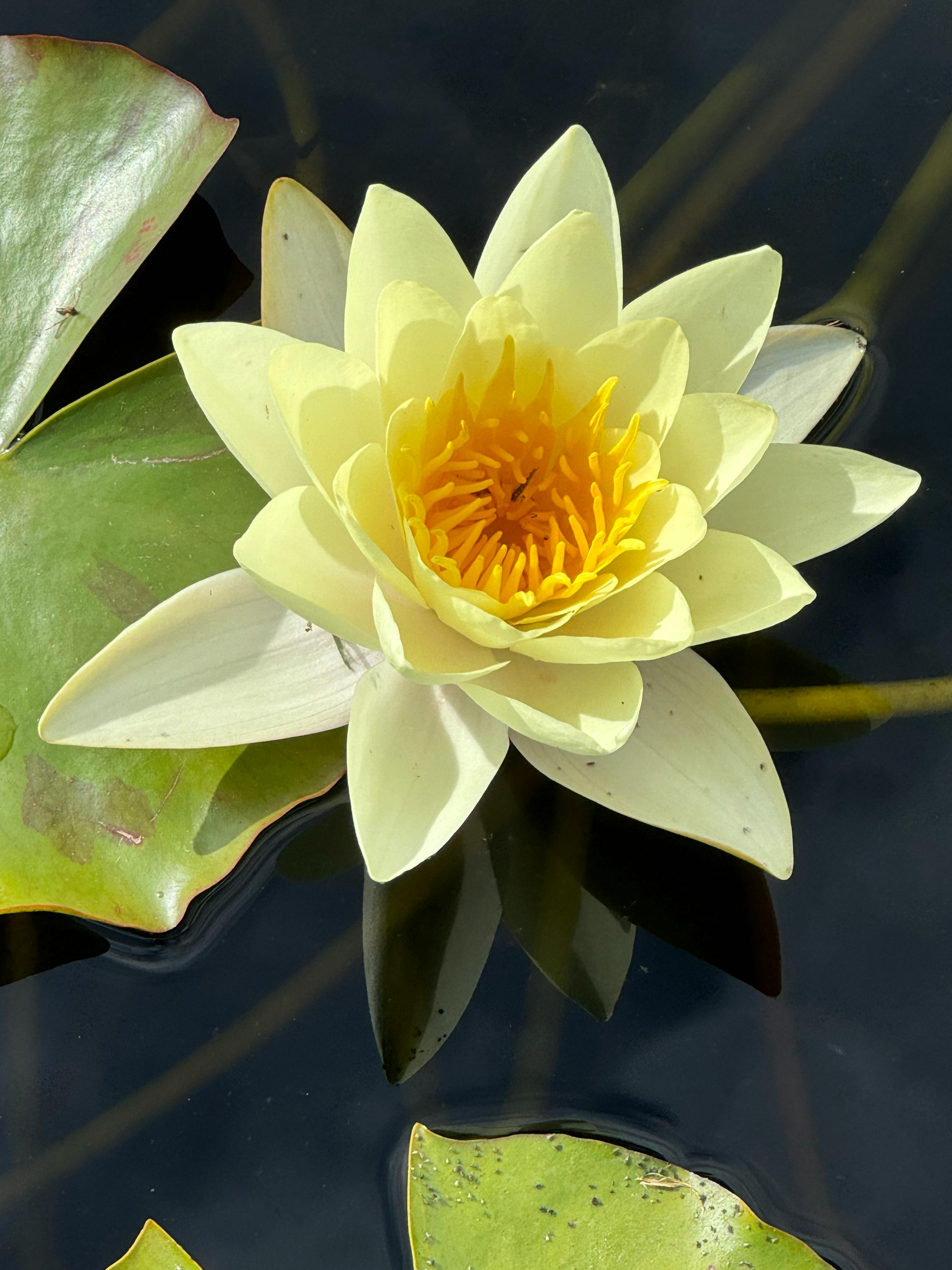 Meditation Pool Photos, Download The BEST Free Meditation Pool Stock ...