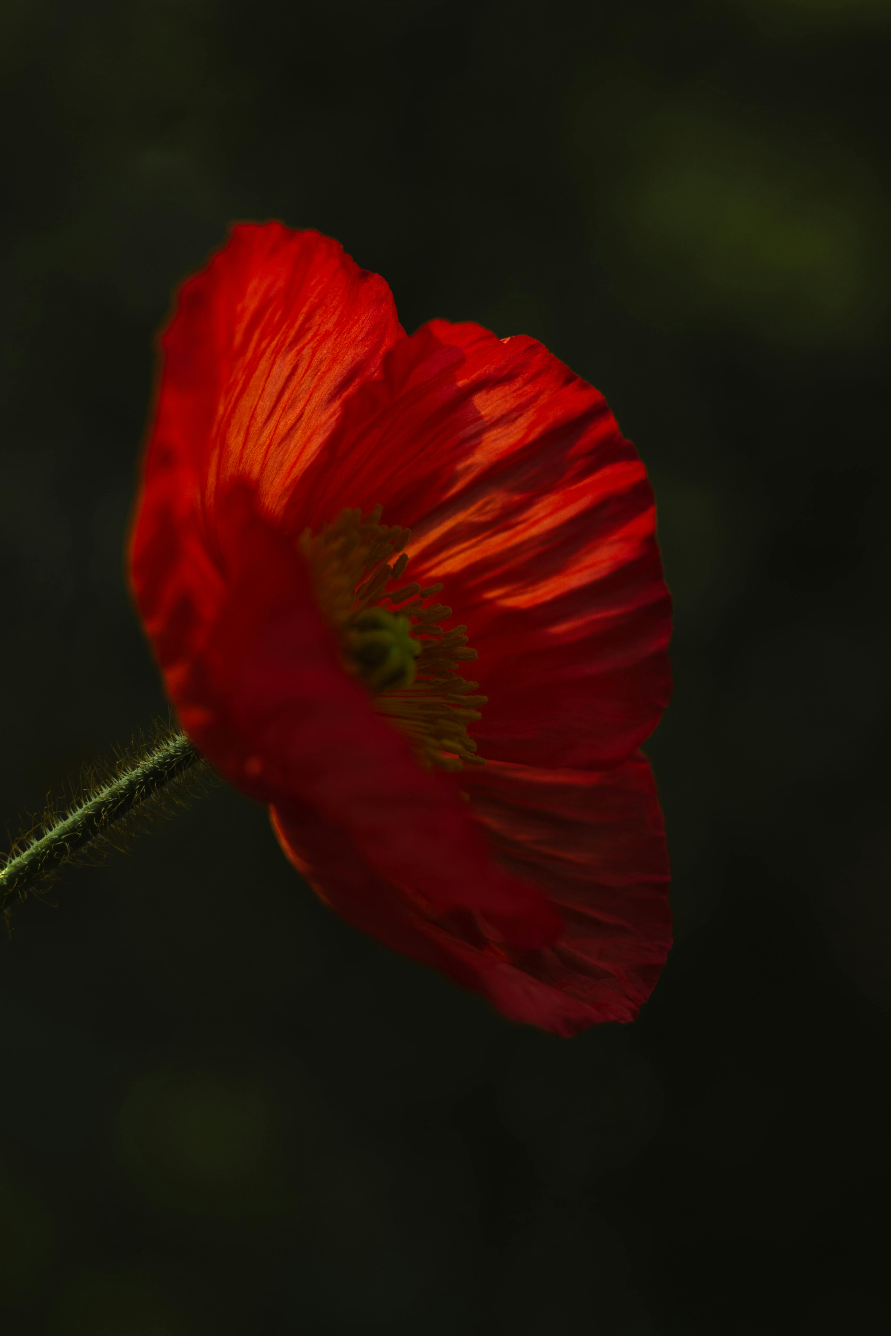 A single red poppy flower is shown in this photo · Free Stock Photo