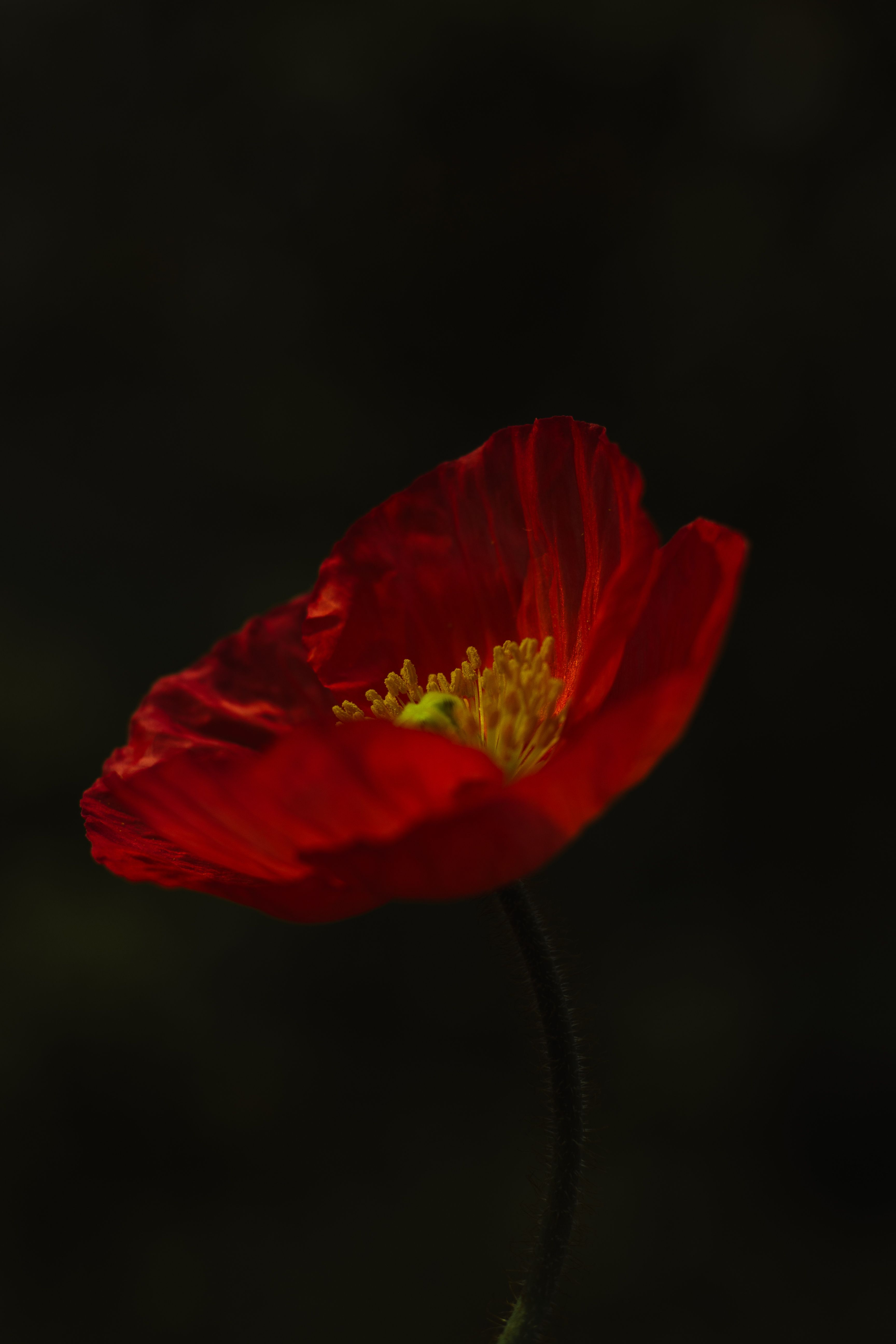 A single red poppy flower is shown in this photo · Free Stock Photo