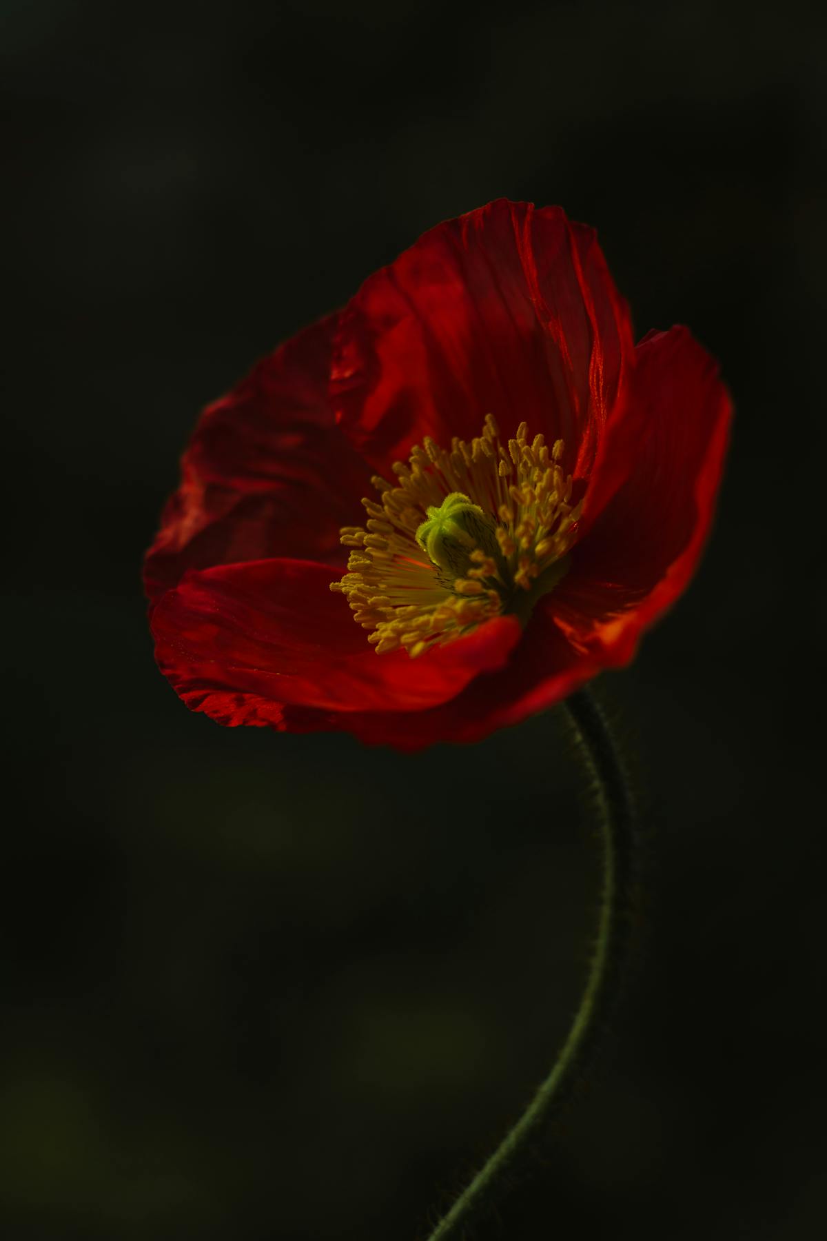 Red Flower Photo Photos, Download The BEST Free Red Flower Photo Stock ...