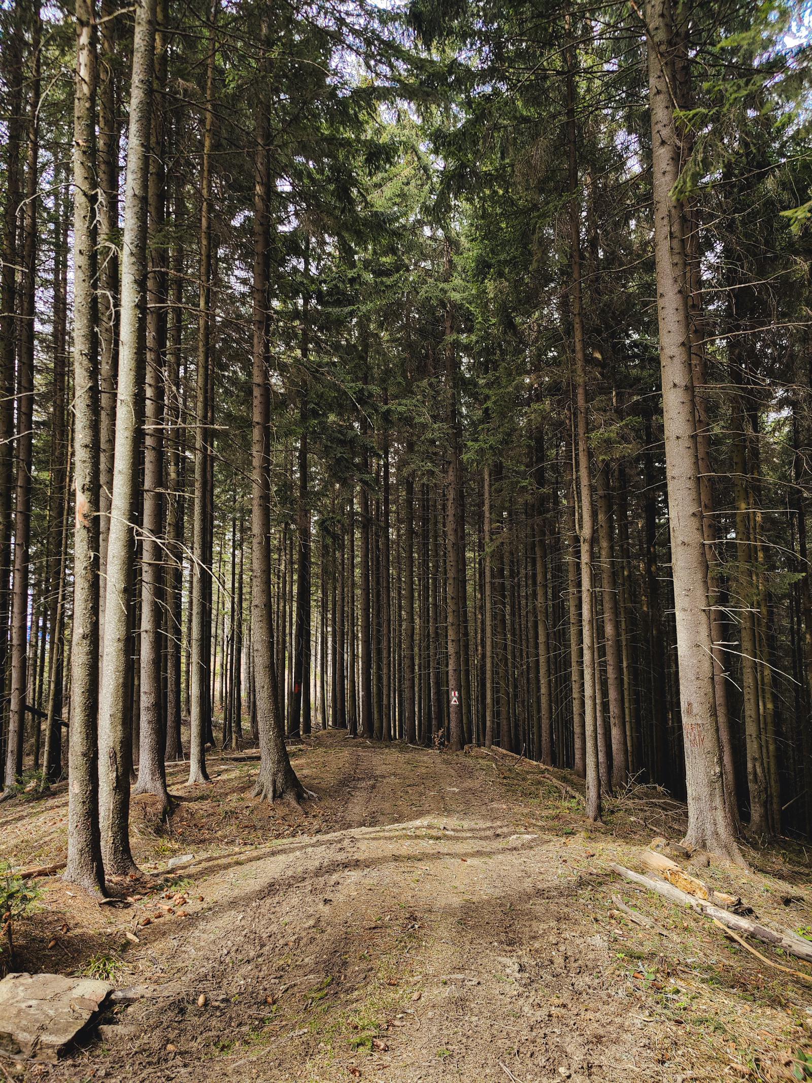 Path In Forest Photos, Download The BEST Free Path In Forest Stock ...