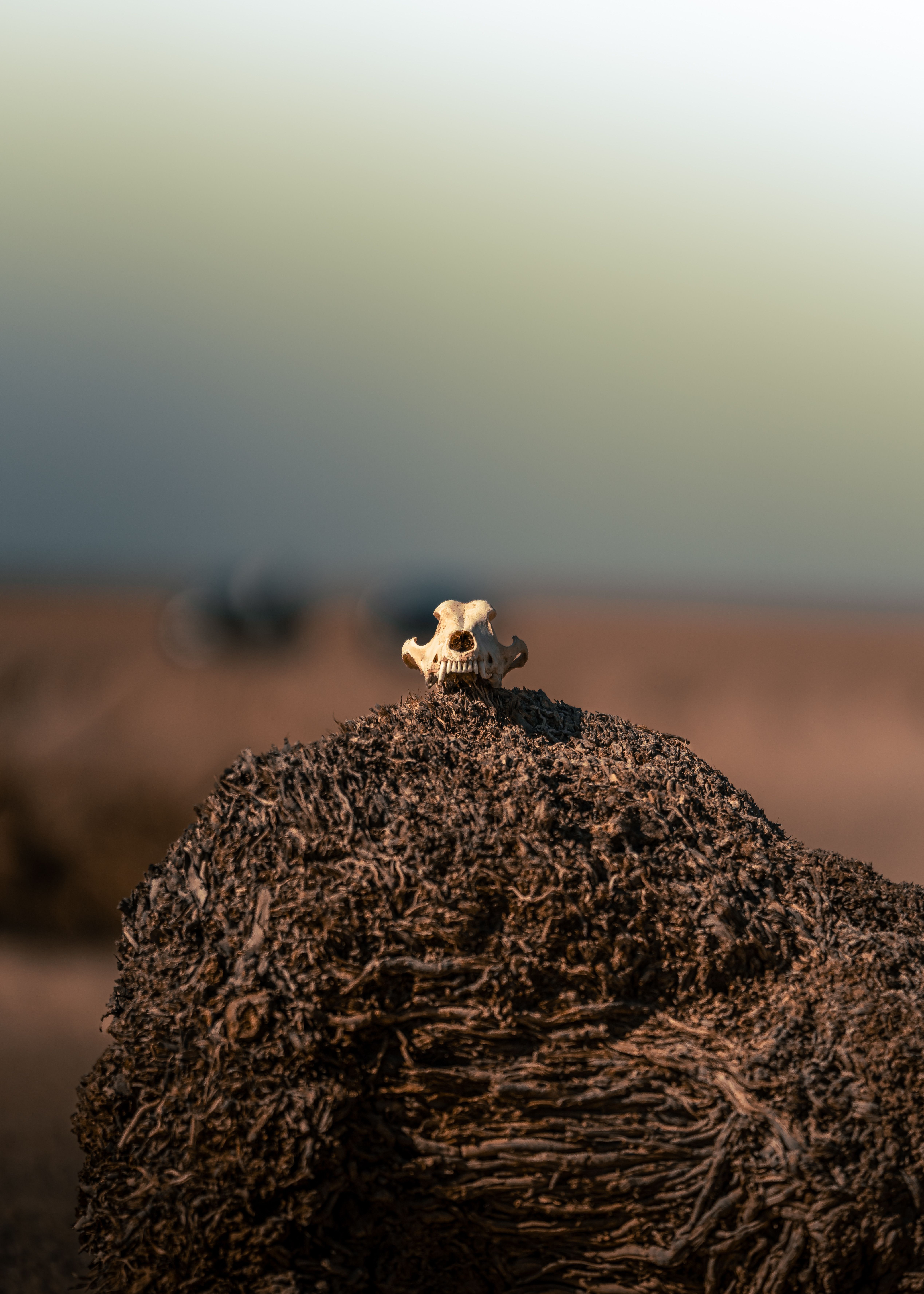 Small Animal Skull Lying on Dry Roots · Free Stock Photo