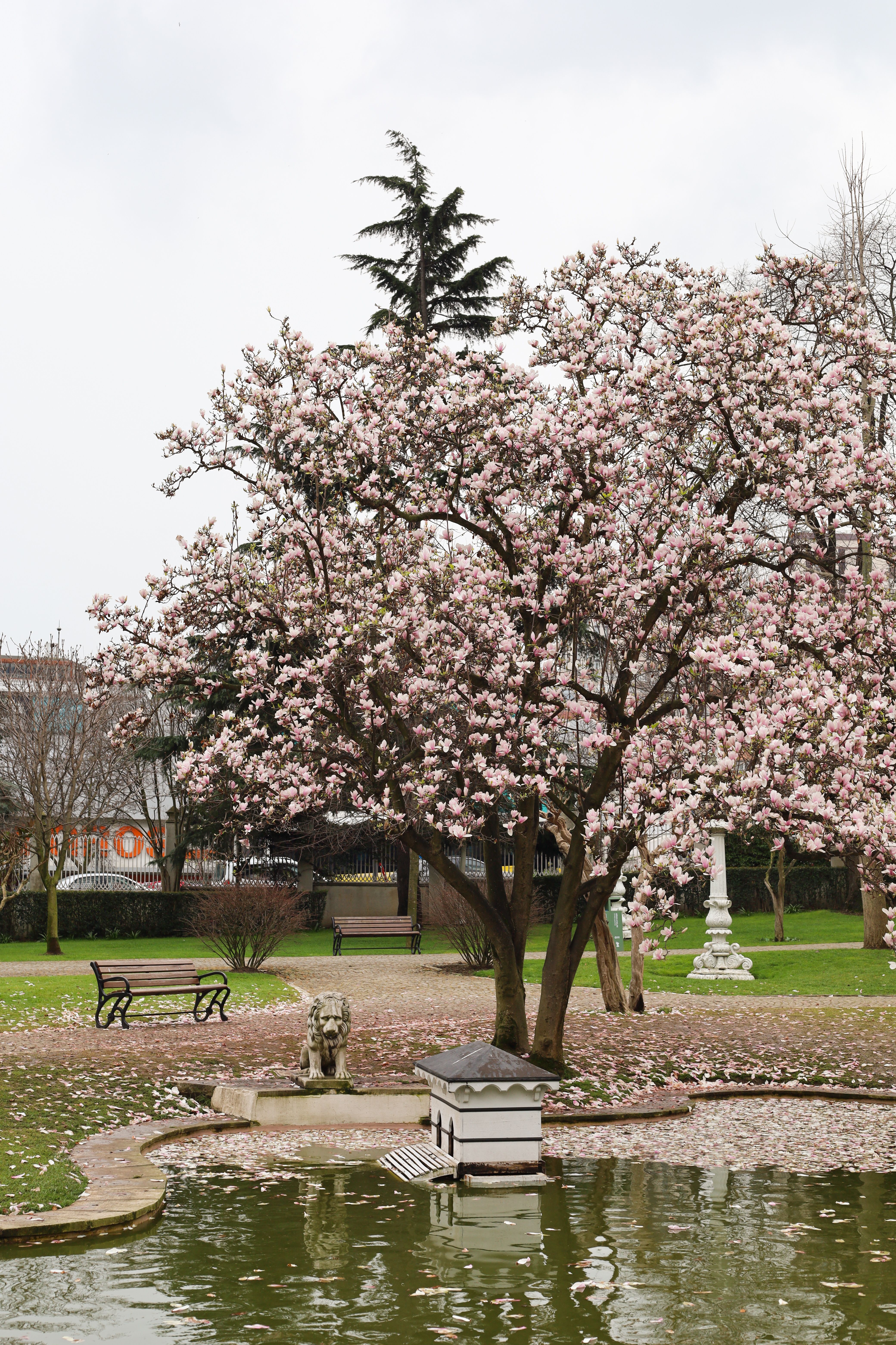 Blooming Cherry Tree in a Park in Istanbul, Turkey · Free Stock Photo