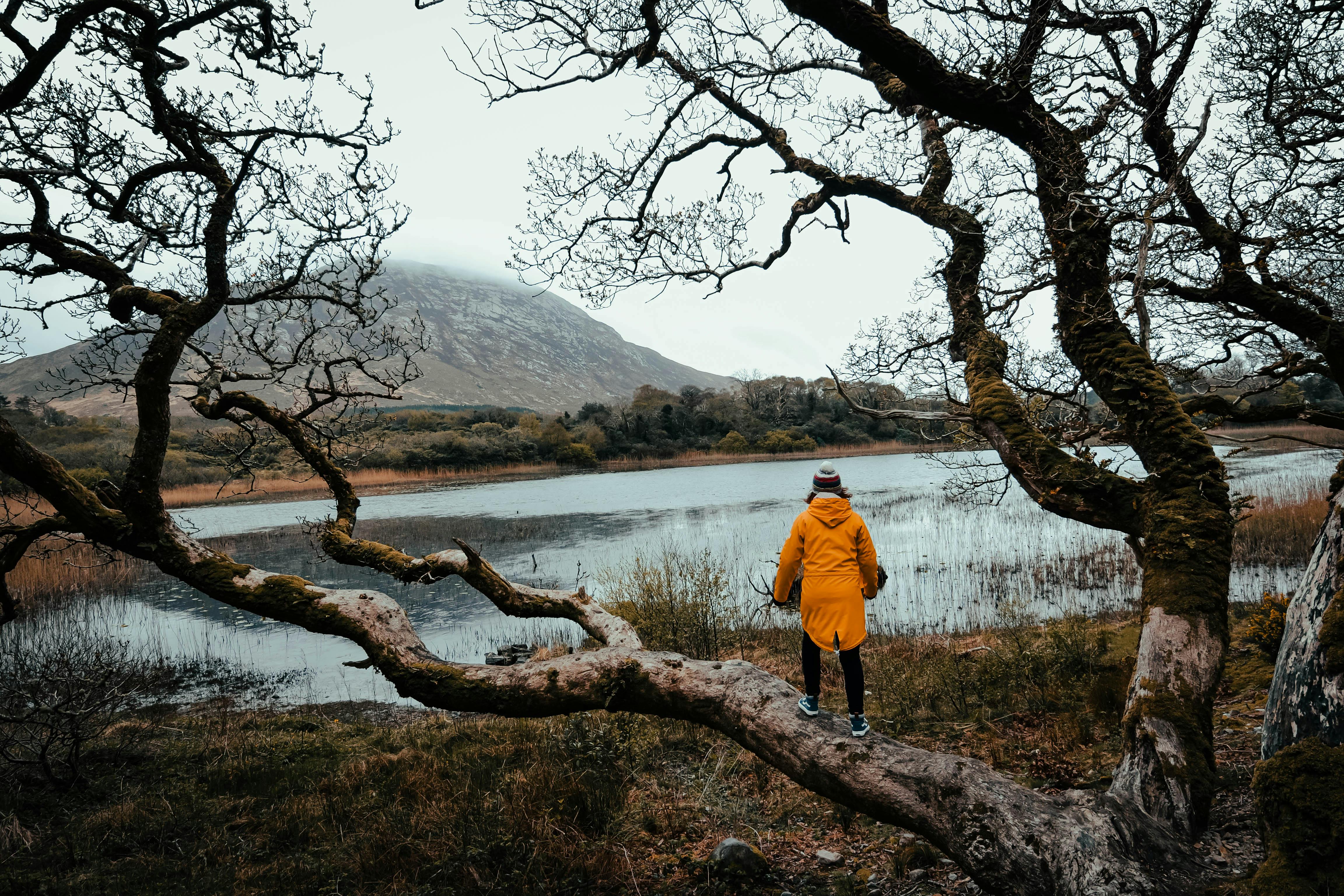 Person Standing on a Thick Lakeshore Tree Branch in Autumn · Free Stock ...