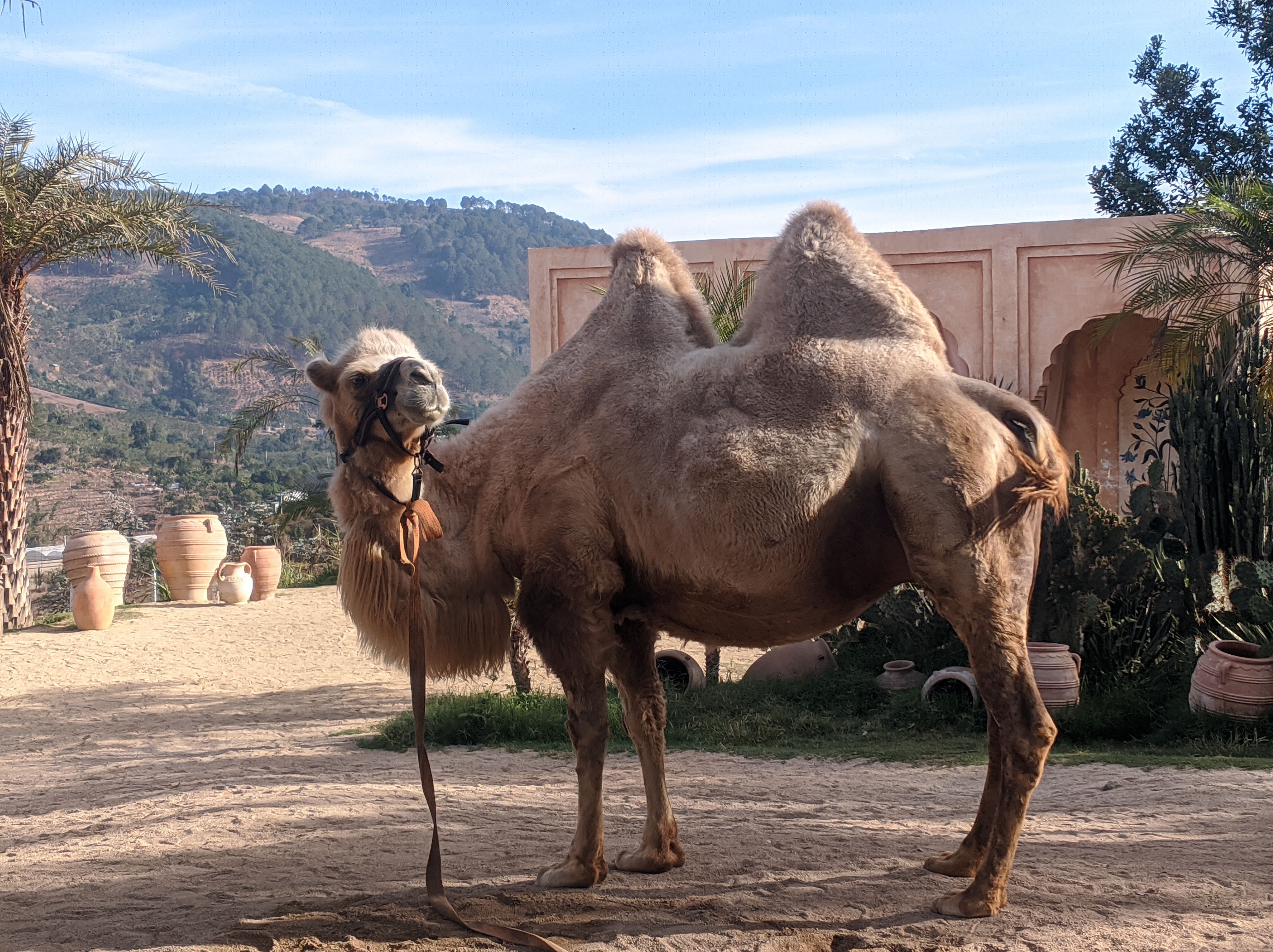 Desert Camel Cactus Photos, Download The BEST Free Desert Camel Cactus ...