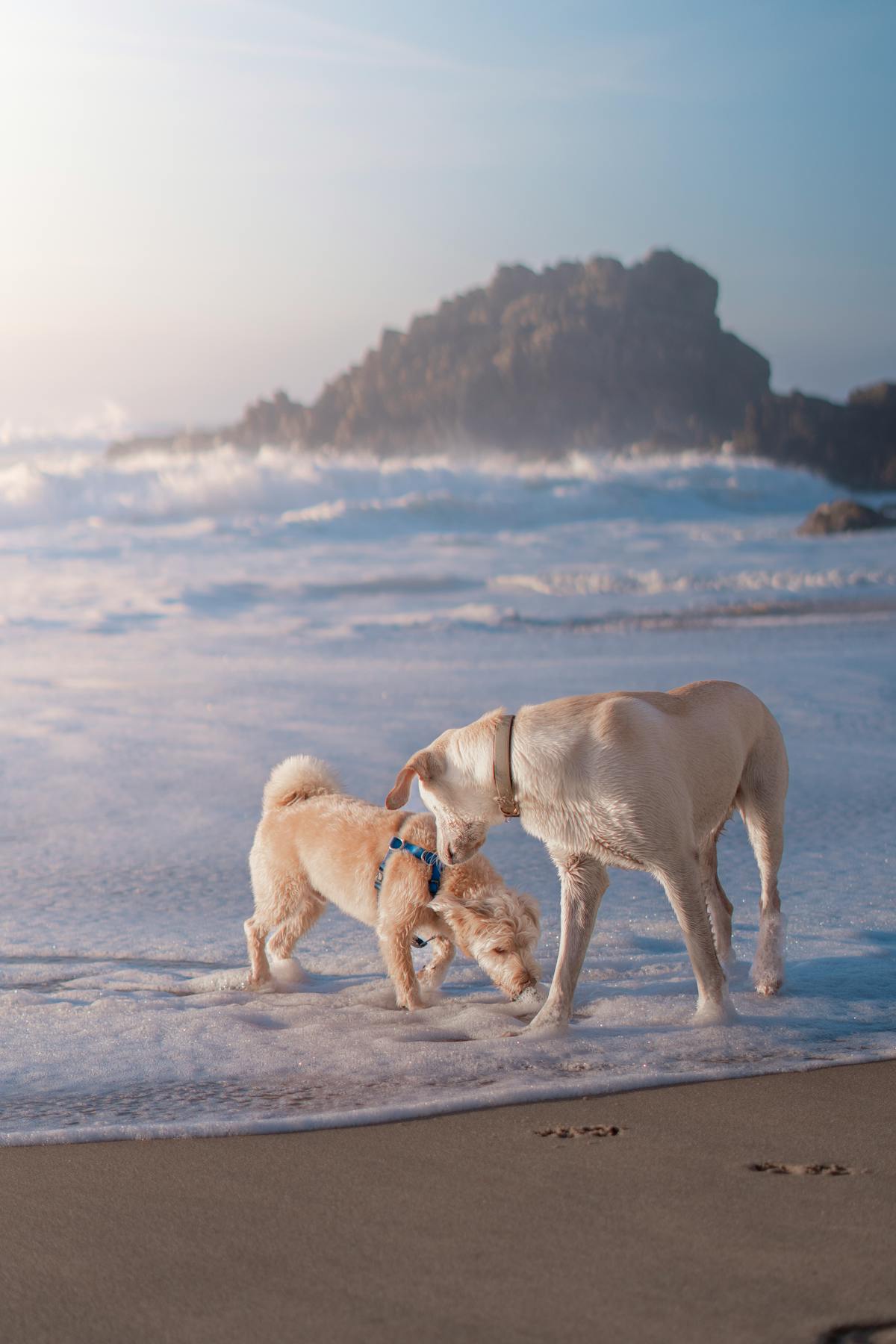 Dogs Vertical Photos, Download The BEST Free Dogs Vertical Stock Photos ...