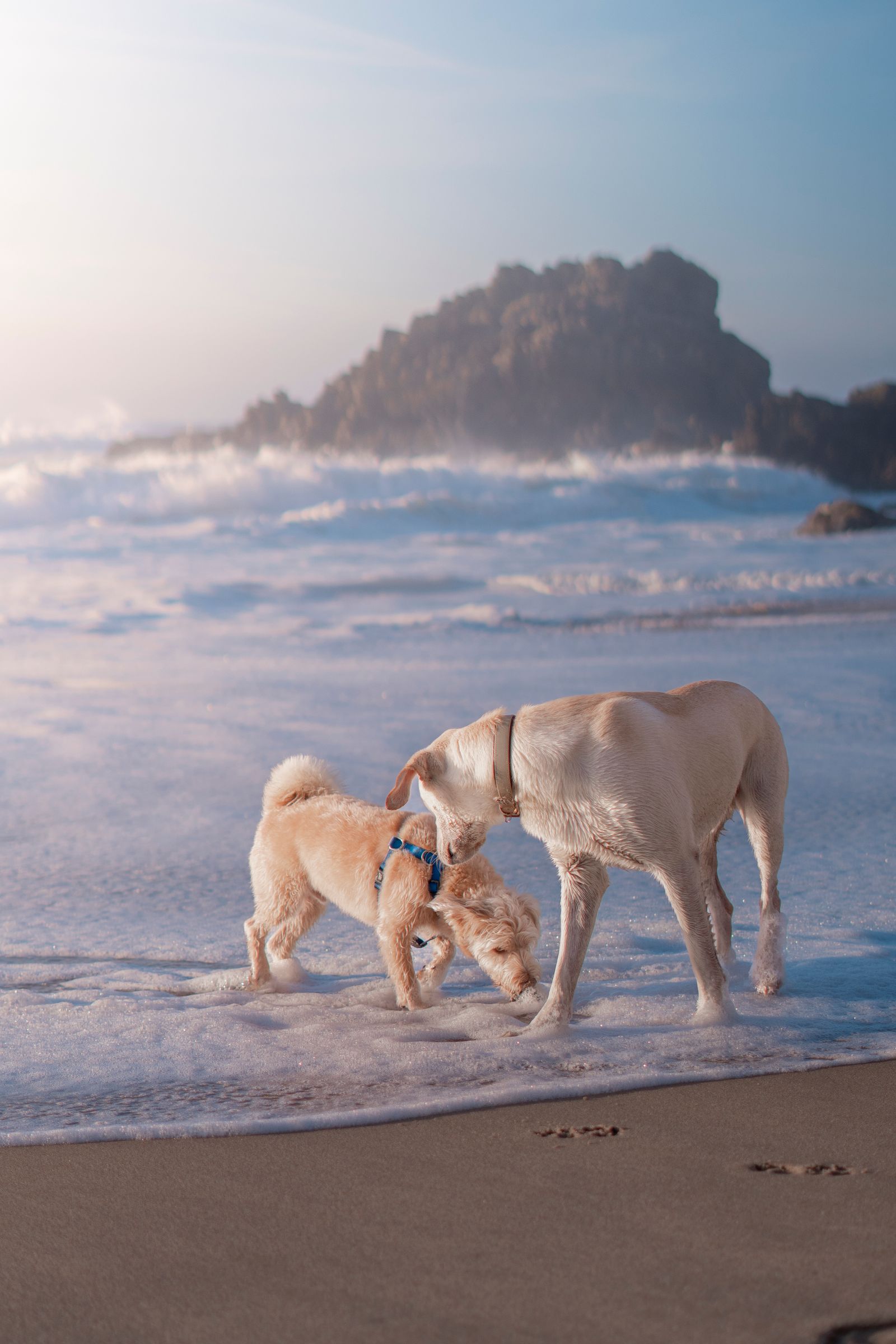 Dogs Vertical Photos, Download The BEST Free Dogs Vertical Stock Photos ...