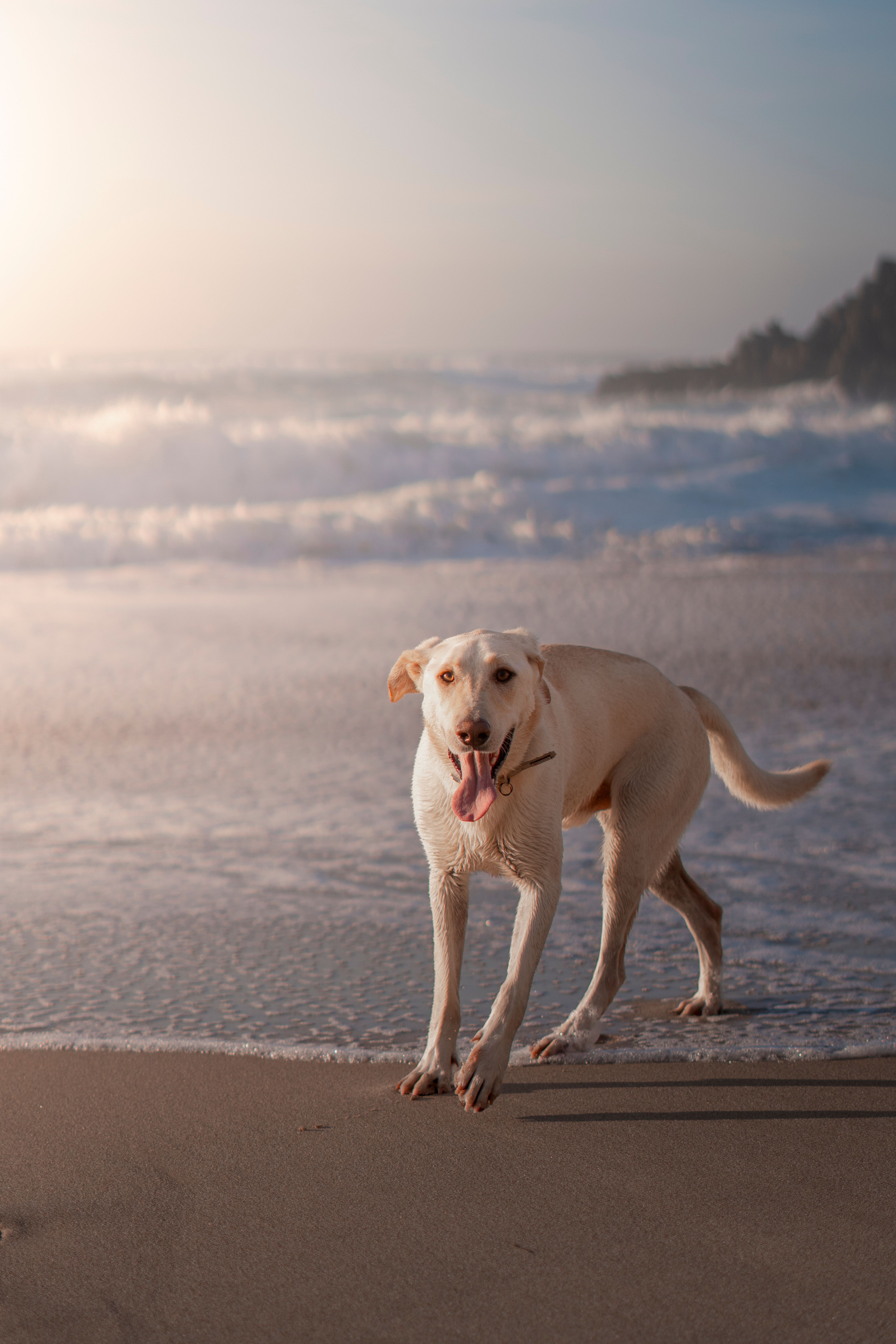 Happy Dog on the Beach by a Sea in the Sunset · Free Stock Photo