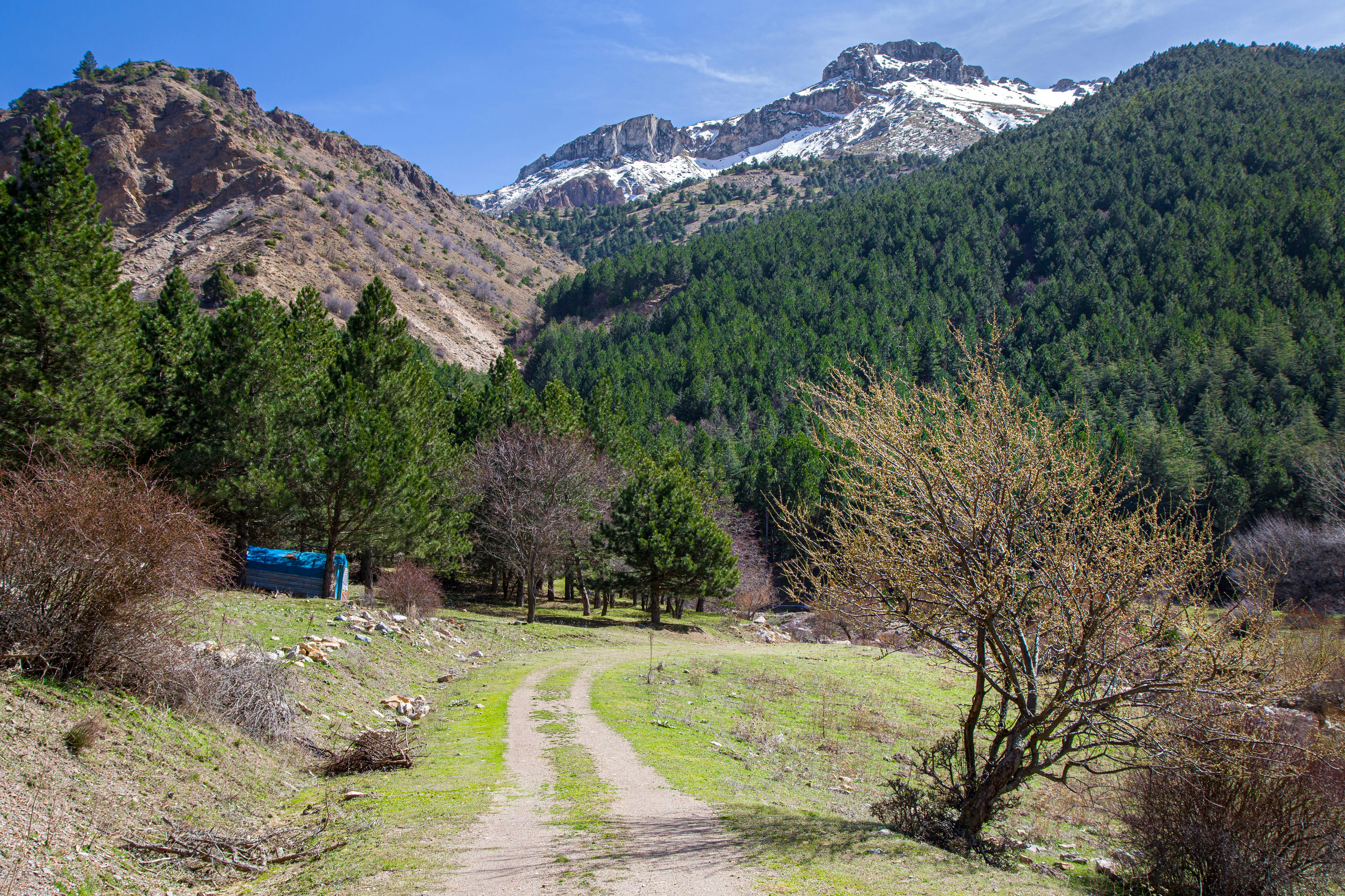 Path Guiding Towards Mountains with a Forest · Free Stock Photo