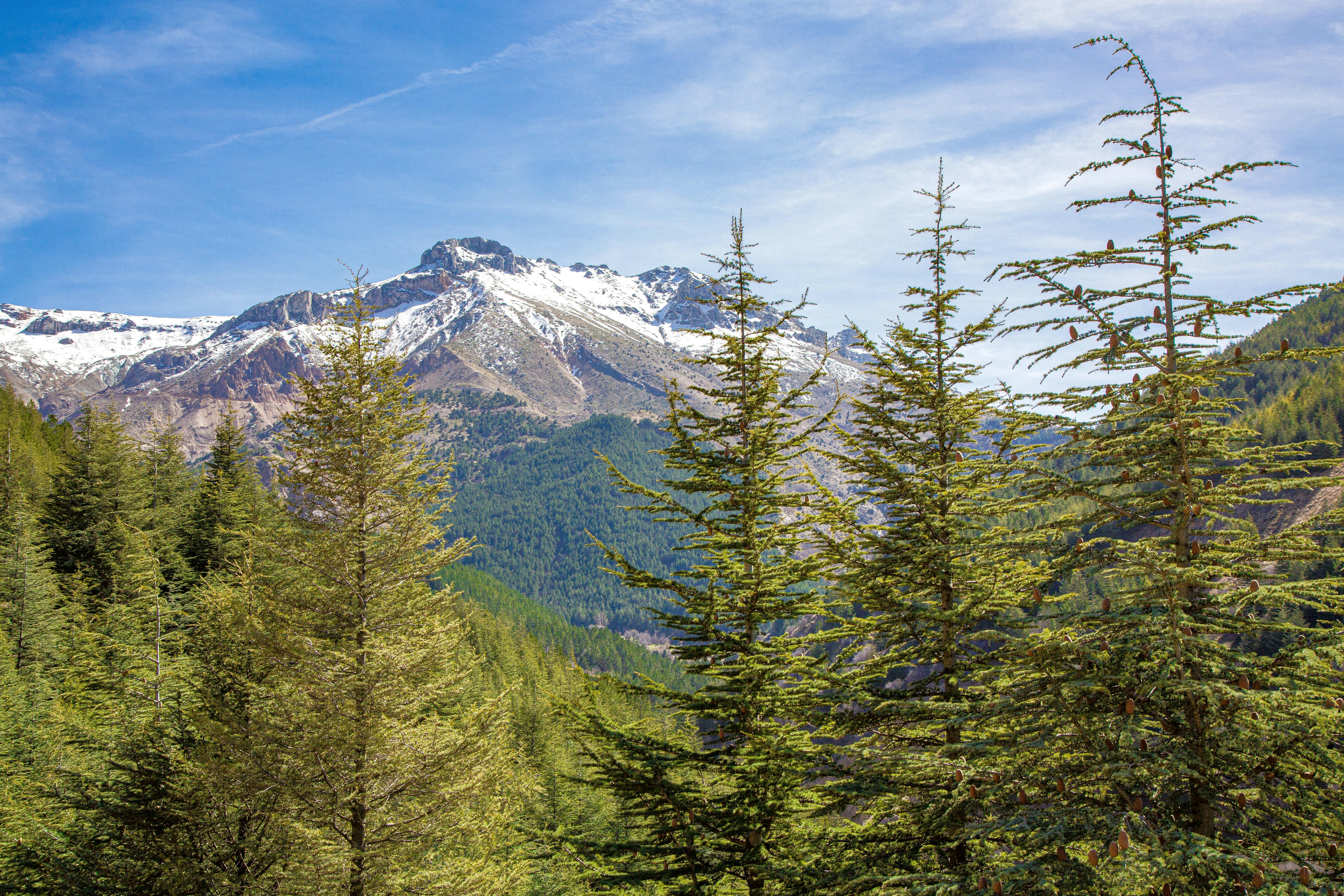 Deep, Evergreen Forest in Mountains · Free Stock Photo