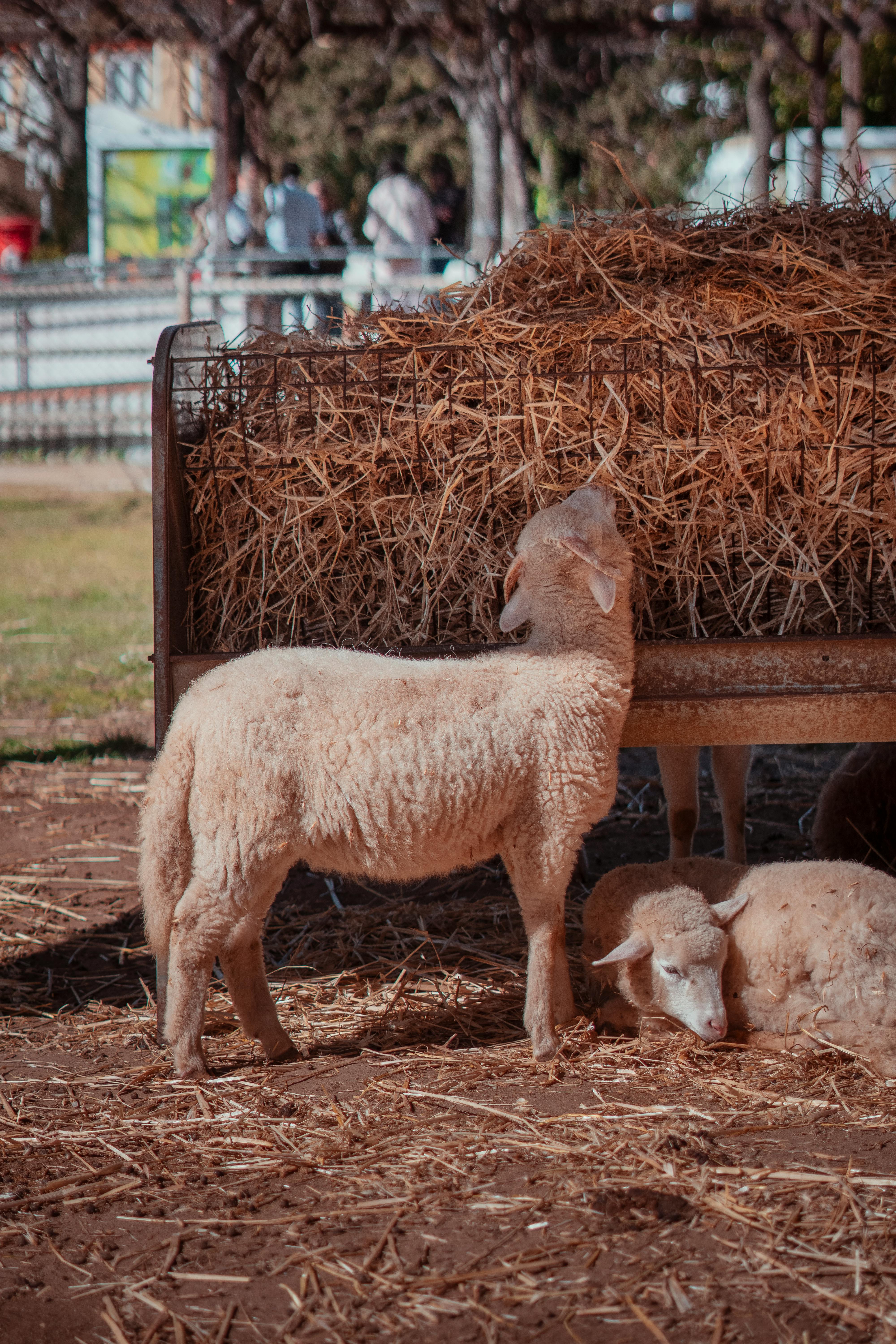 Baby Sheep Eating Hay in the Barn · Free Stock Photo