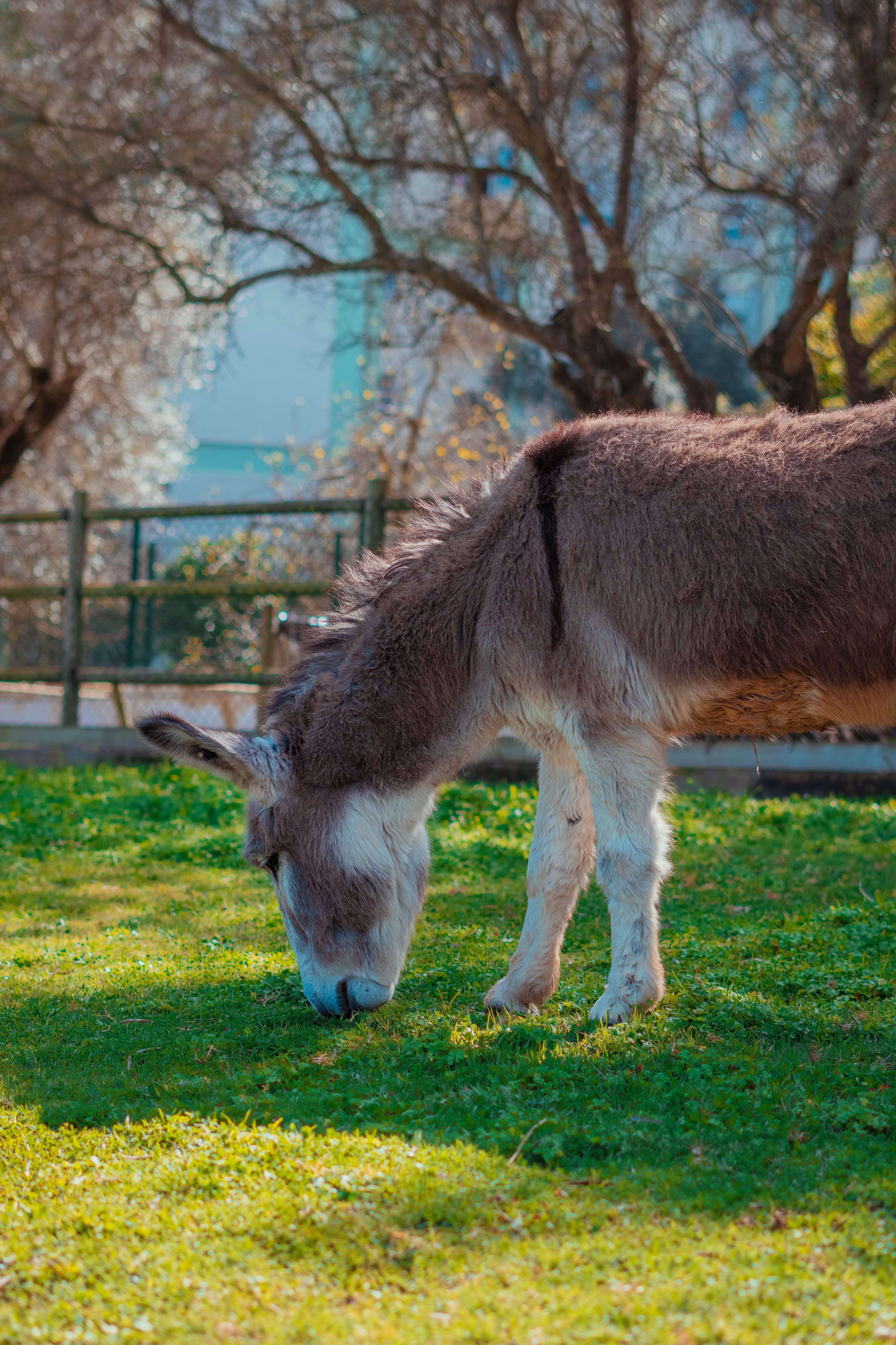 Donkey Eating Grass · Free Stock Photo