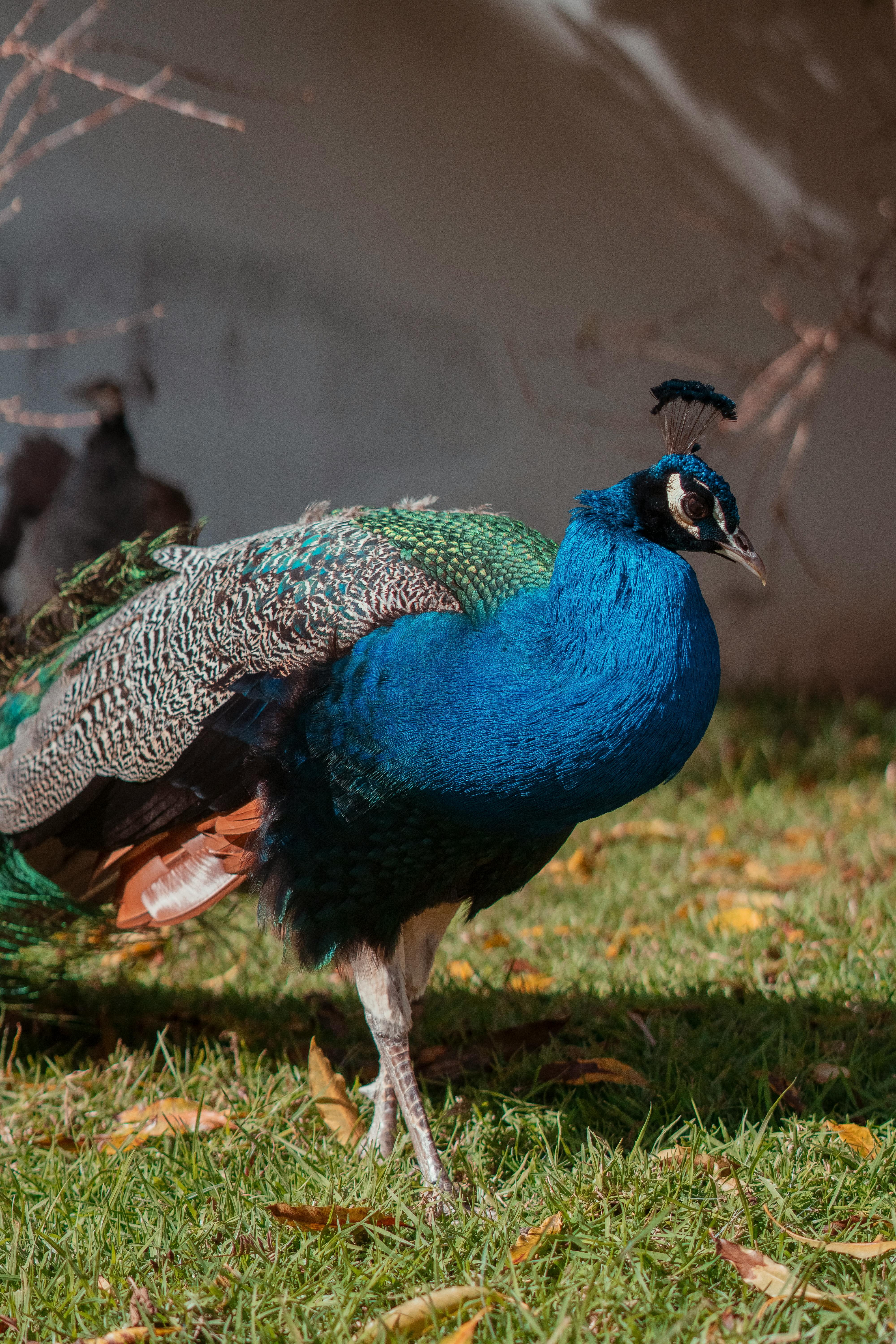 Peacock Full Photos, Download The BEST Free Peacock Full Stock Photos ...
