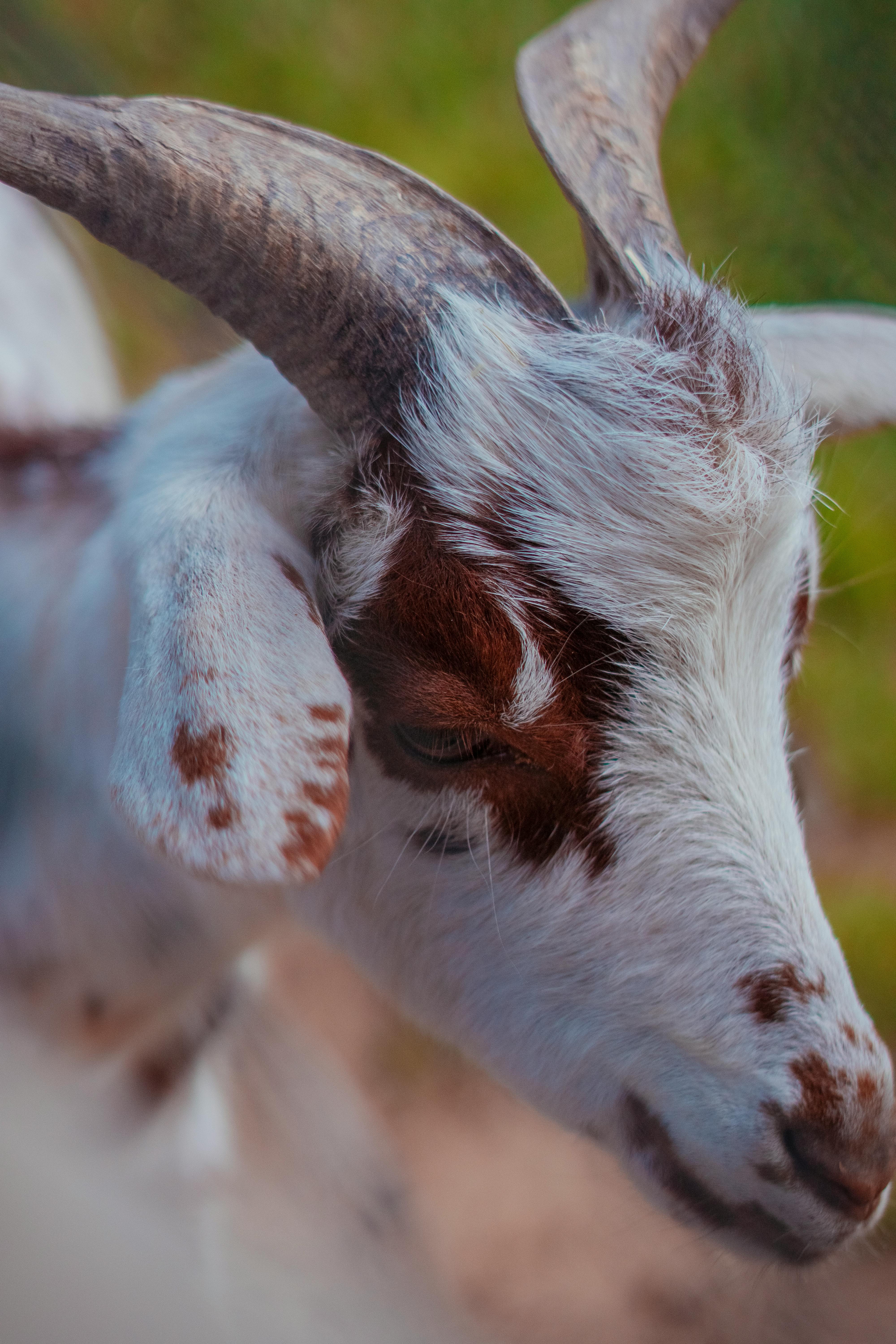 Young White Goat · Free Stock Photo