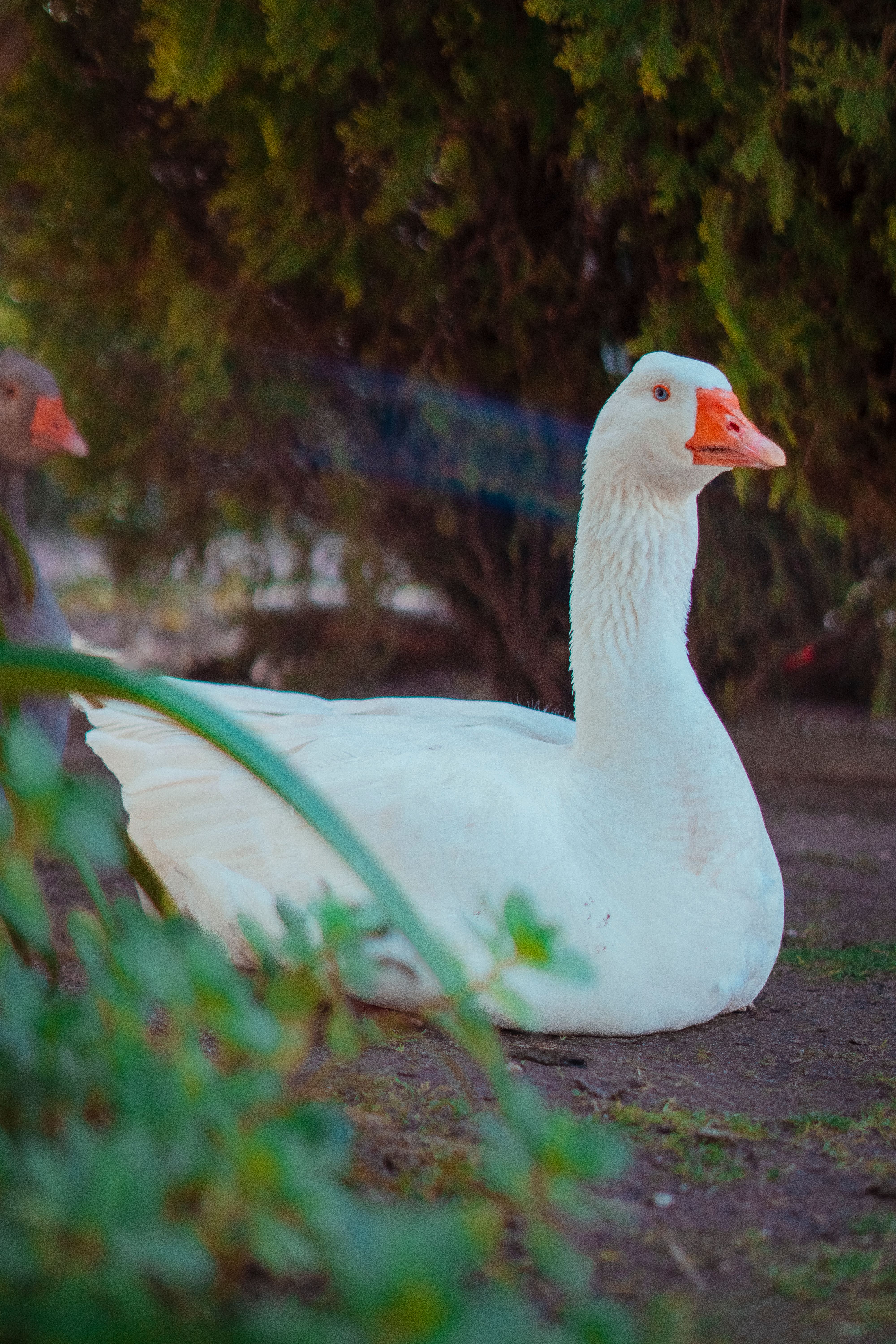 Cute Goose Sitting Against Pasture Background · Free Stock Photo