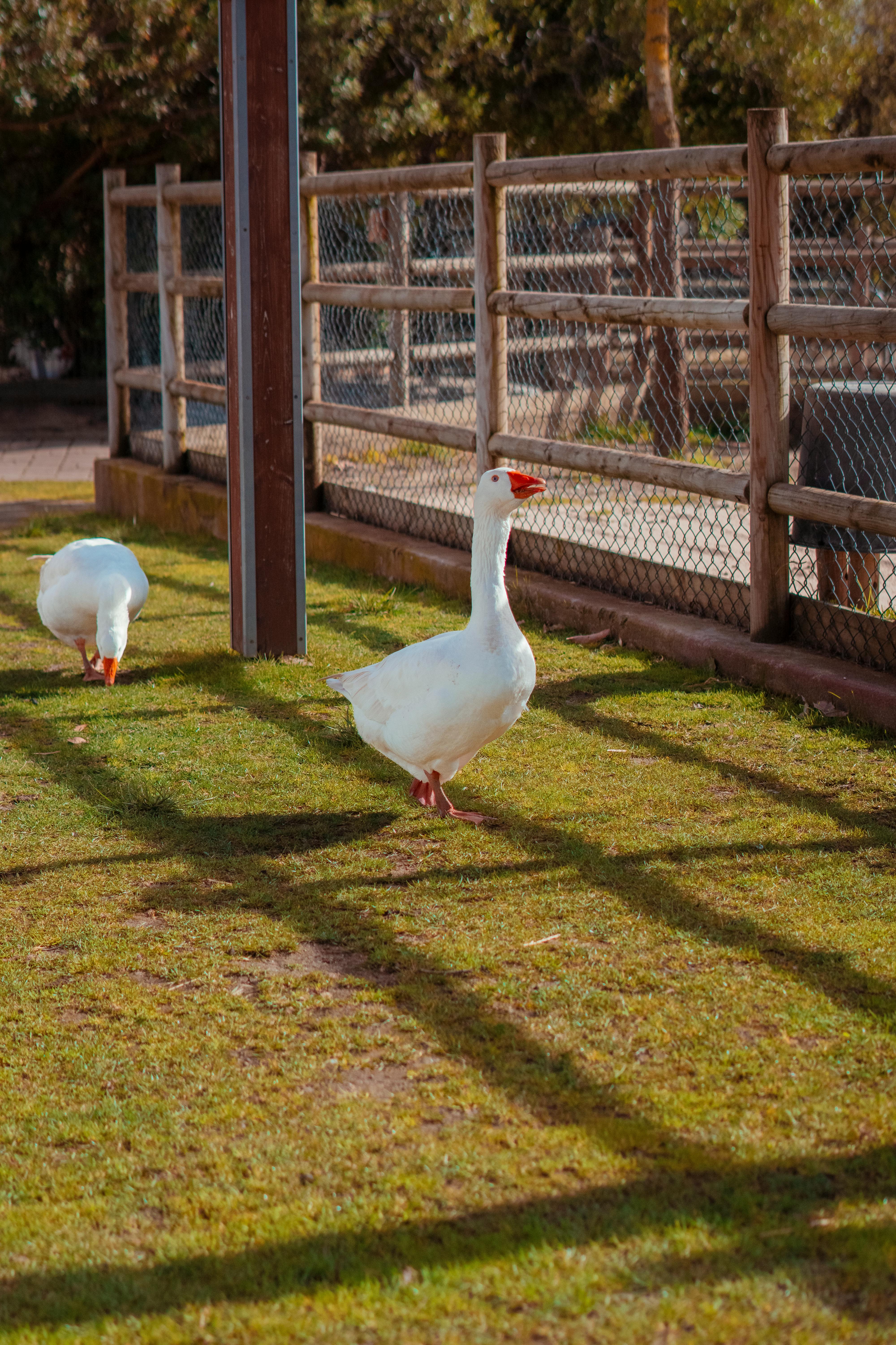 Two Geese Running Around the Pasture · Free Stock Photo