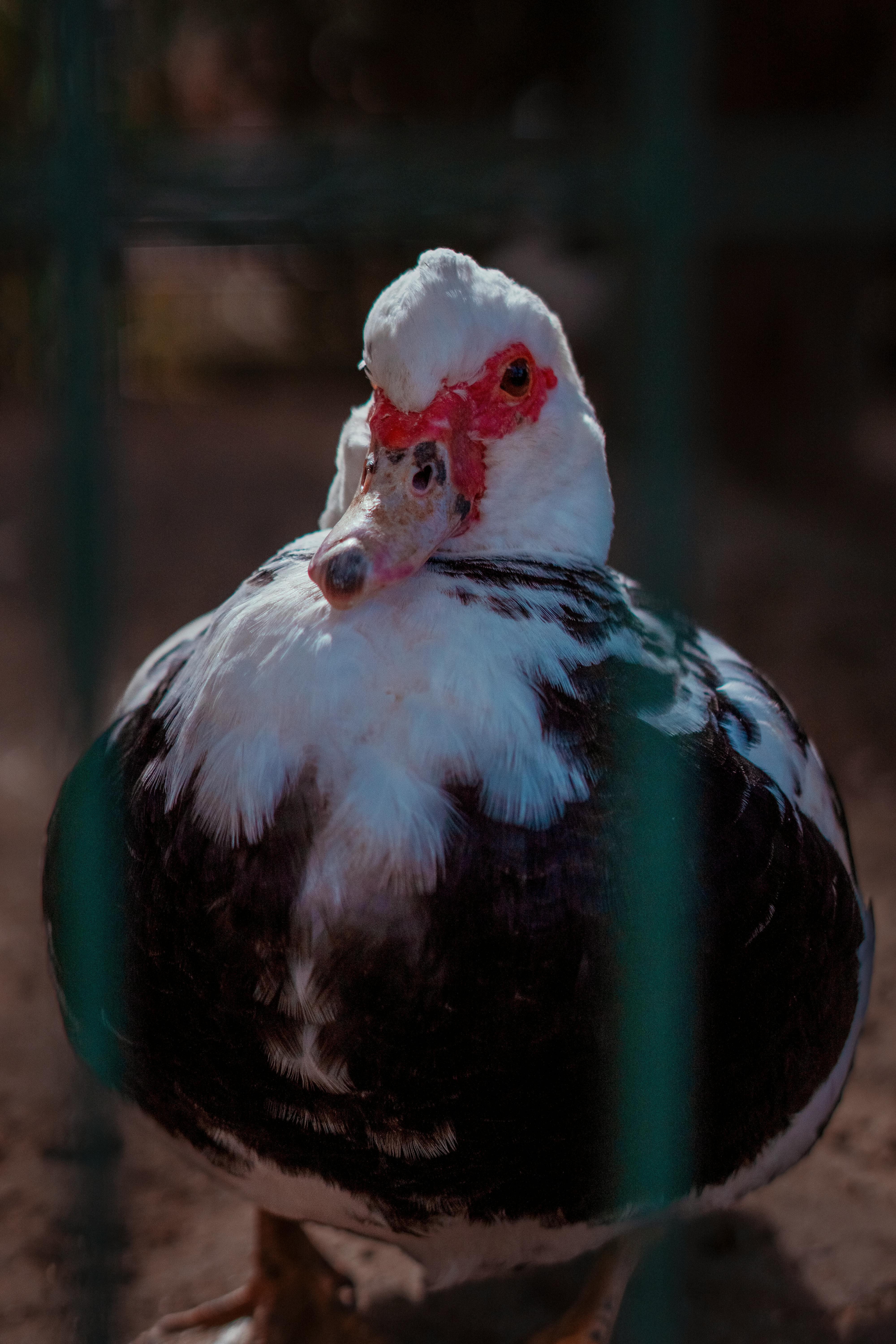 Duck in Captivity · Free Stock Photo