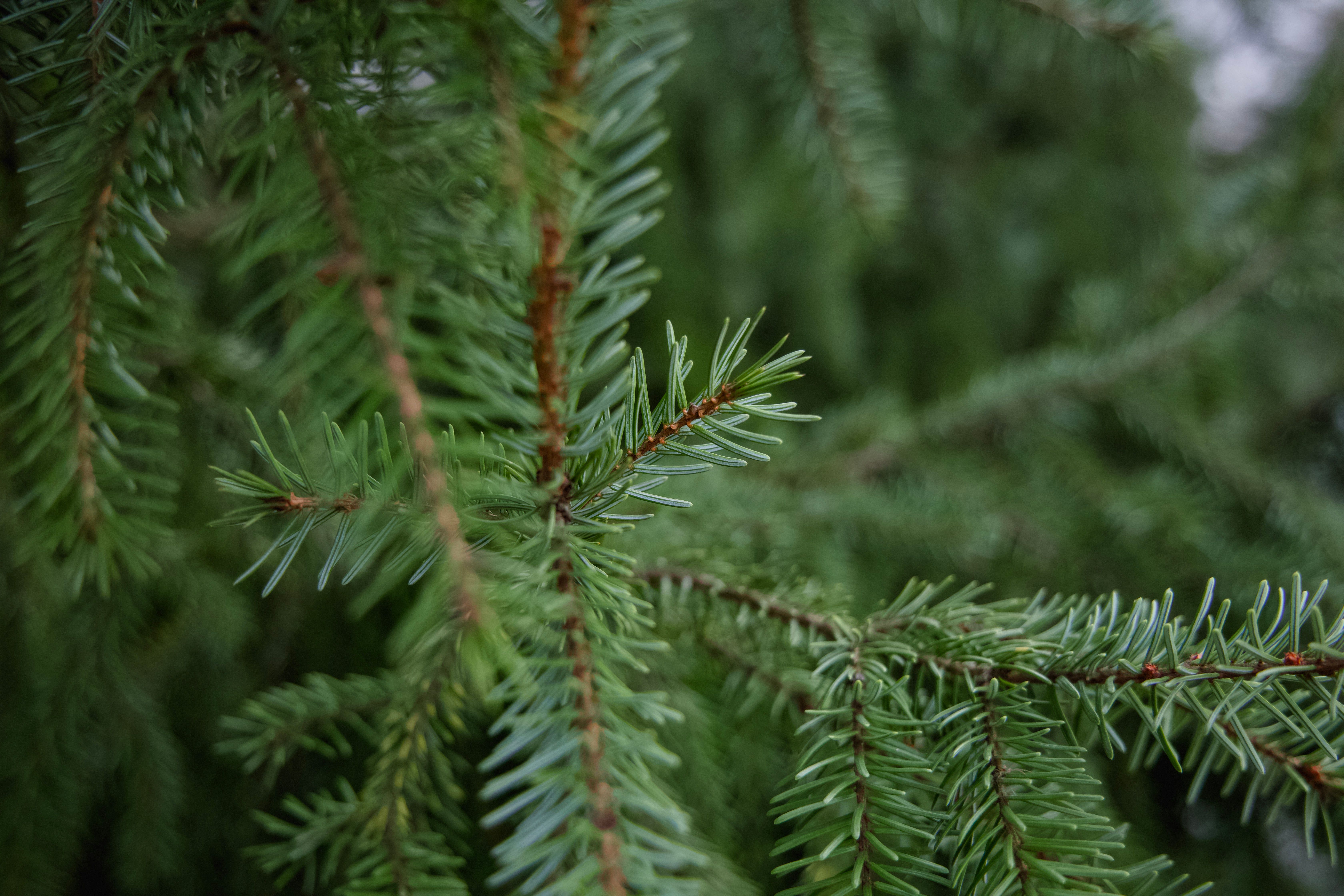 Close-up of a pine tree branch · Free Stock Photo