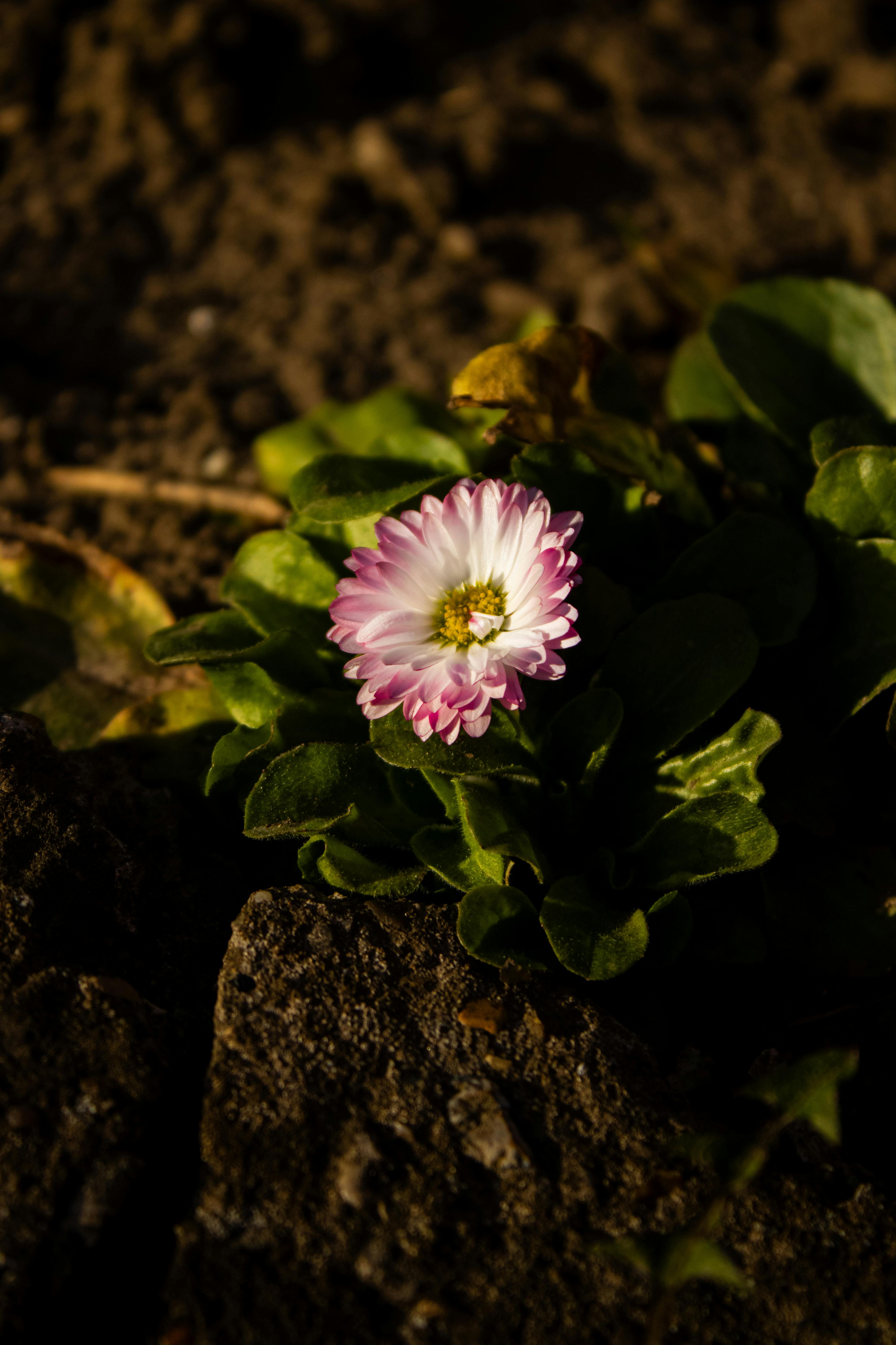 Pink Flower on Ground · Free Stock Photo