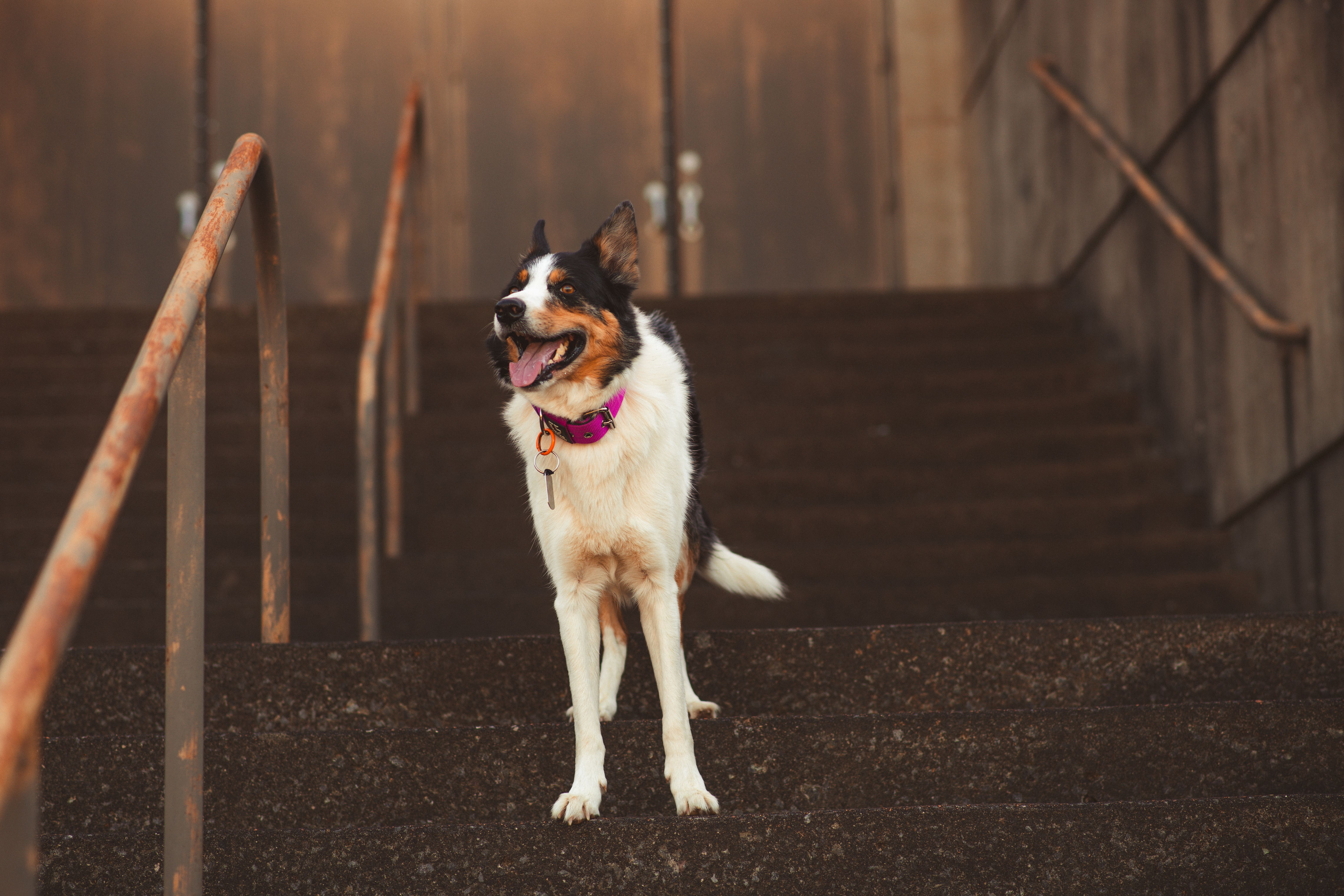 A dog is standing on some stairs · Free Stock Photo
