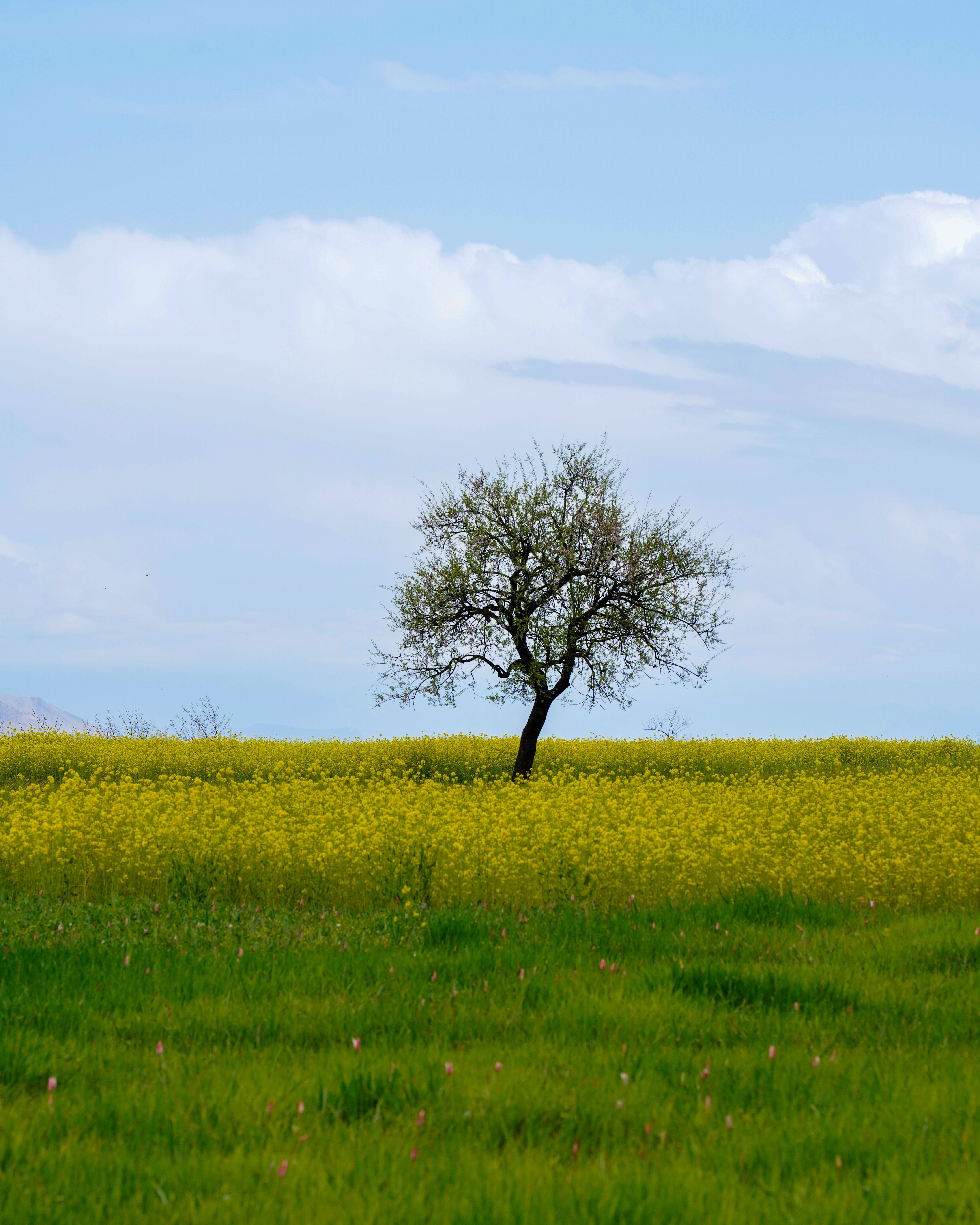 Foto de stock gratuita sobre al aire libre, árbol, arbol aislado, árbol ...
