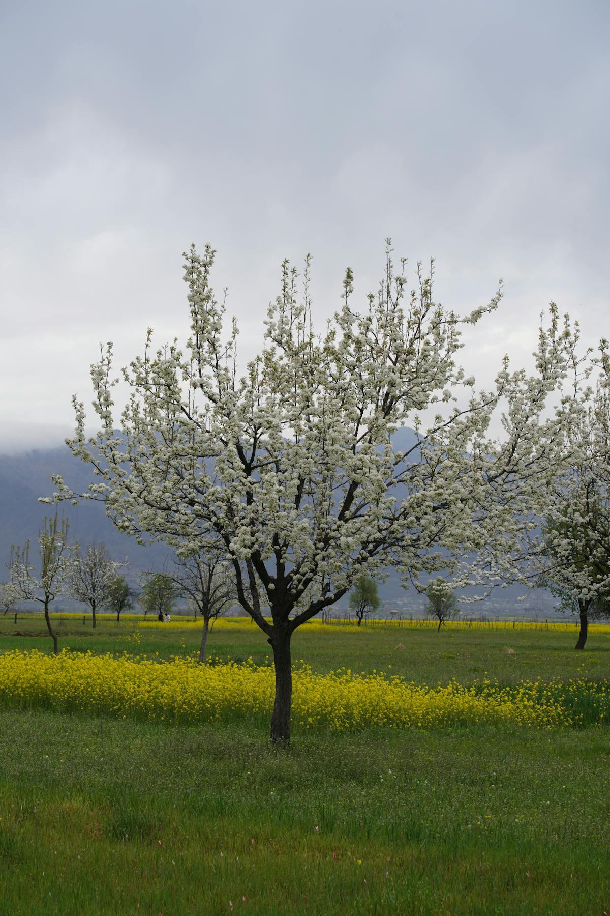 Nature Spring Photos, Download The BEST Free Nature Spring Stock Photos ...
