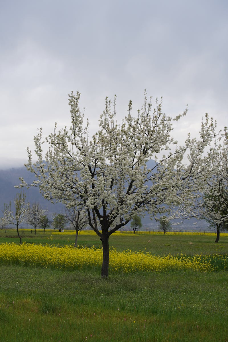 Nature Spring Photos, Download The BEST Free Nature Spring Stock Photos ...