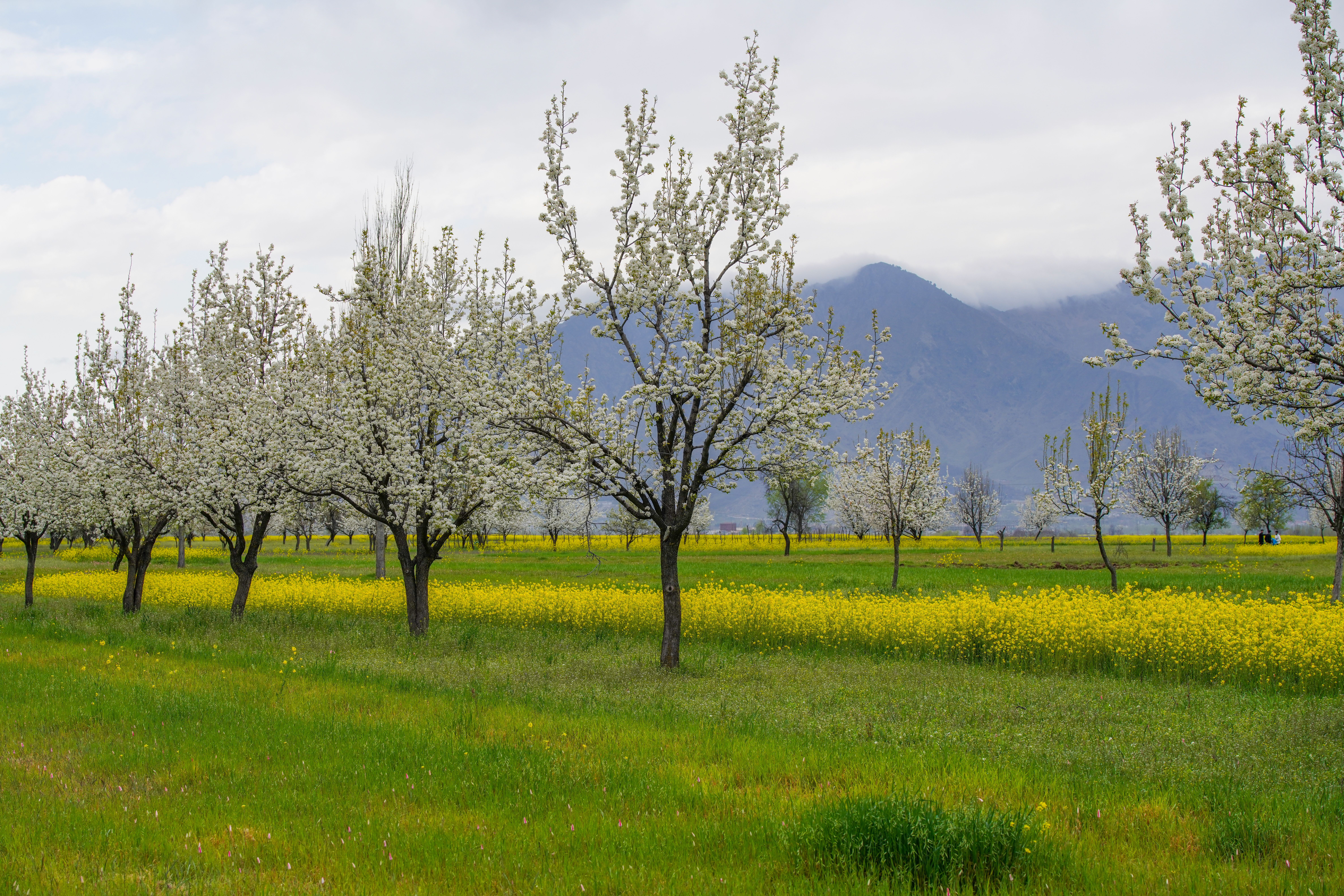 Nature Spring Photos, Download The BEST Free Nature Spring Stock Photos ...