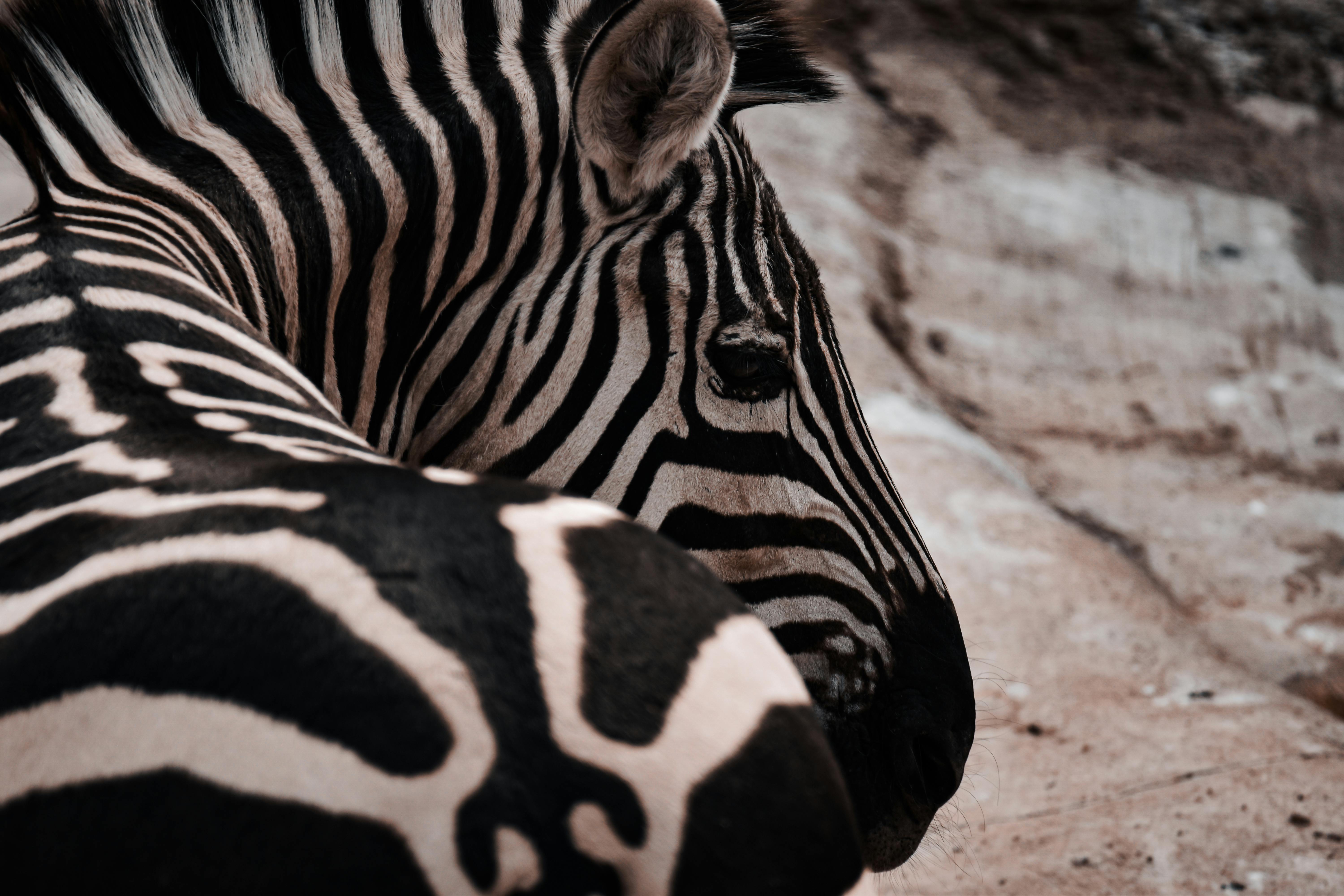 Back View of Zebra · Free Stock Photo