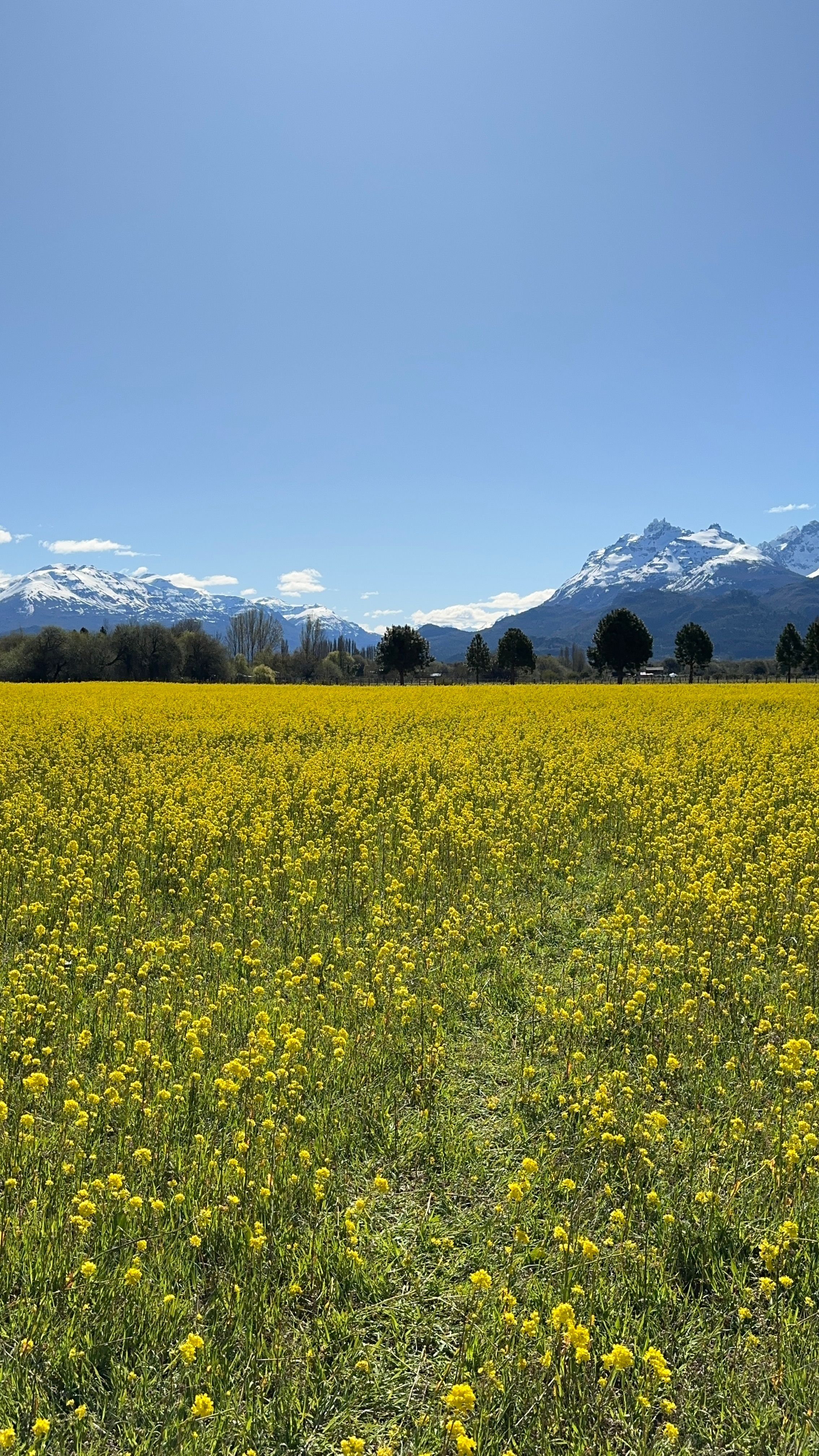 Photography of Flower Field · Free Stock Photo
