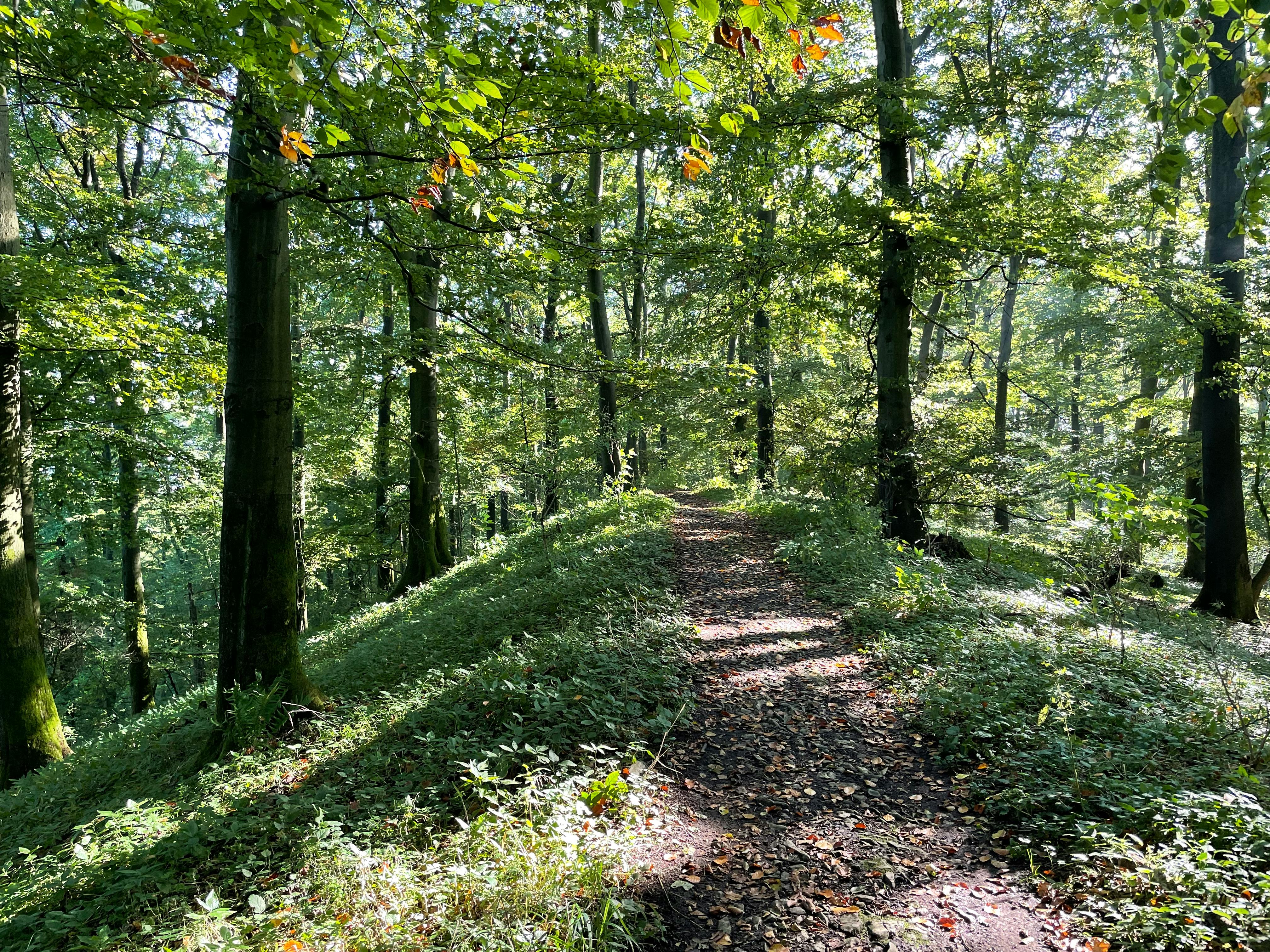 Path on Hill in Woods · Free Stock Photo