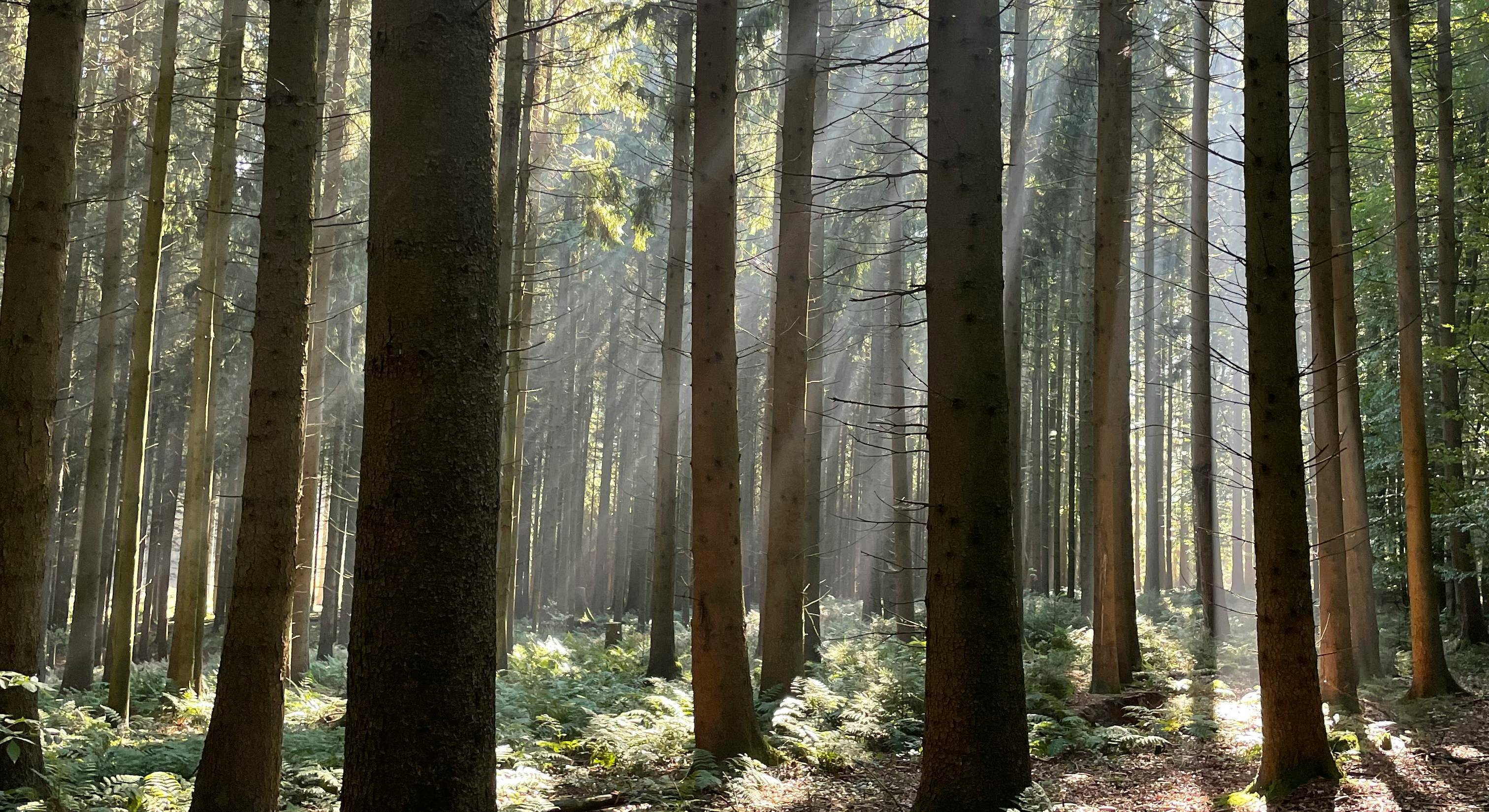 High Trees in a Forest by the Sunlight · Free Stock Photo