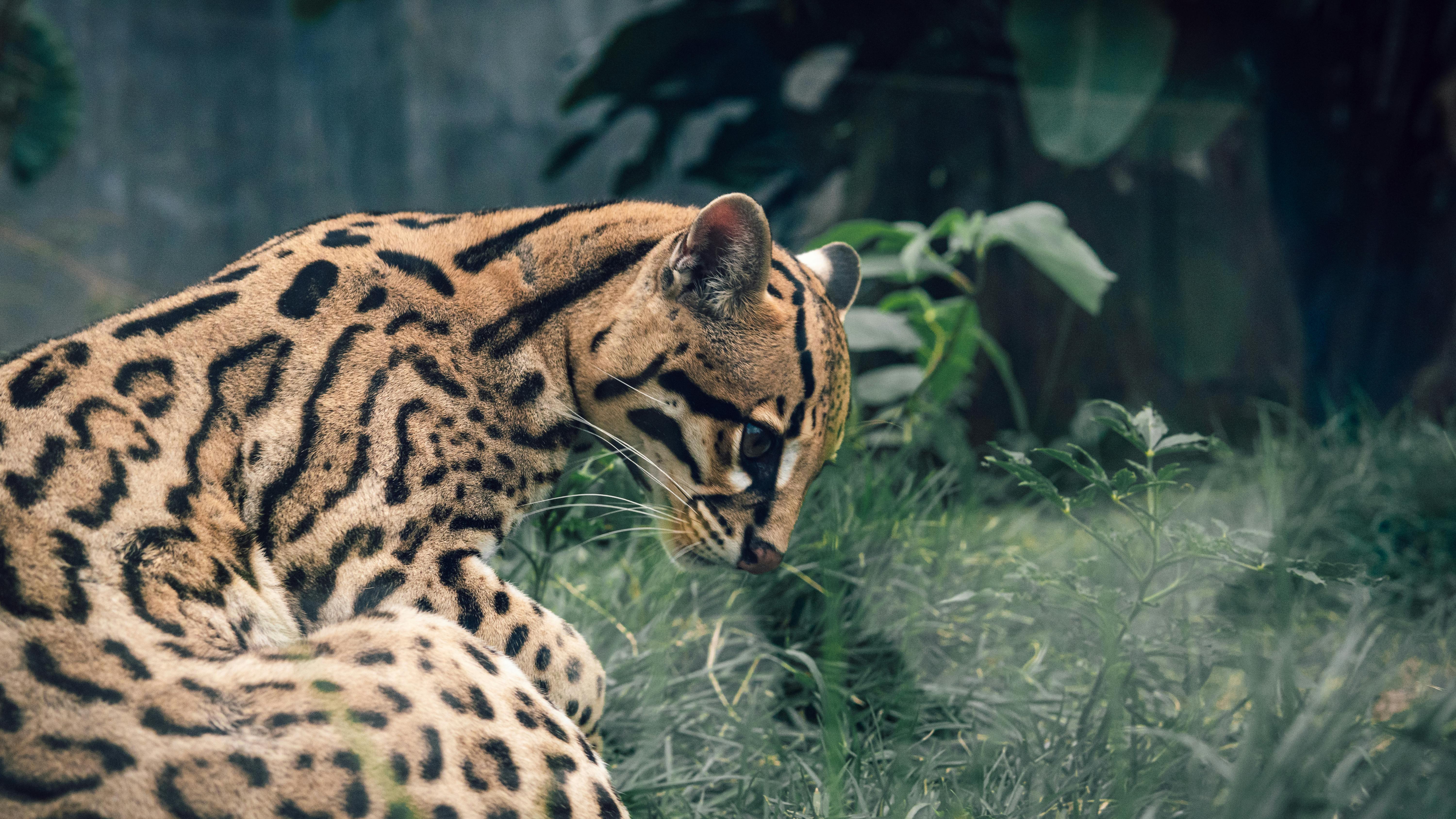 Lying Ocelot Staring at the Grass · Free Stock Photo