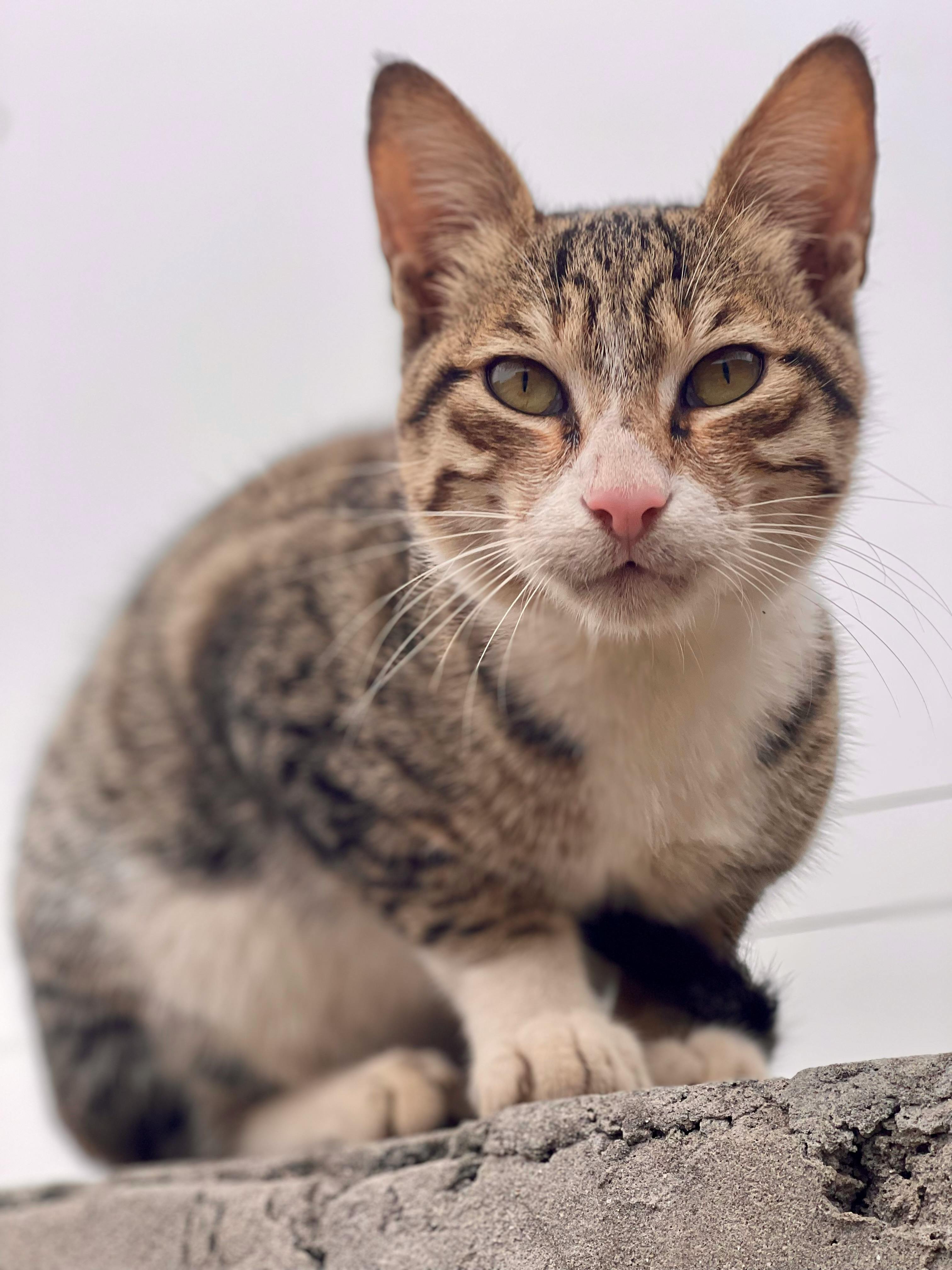 Neutral Profile Animated Photos, Download The BEST Free Neutral Profile ...