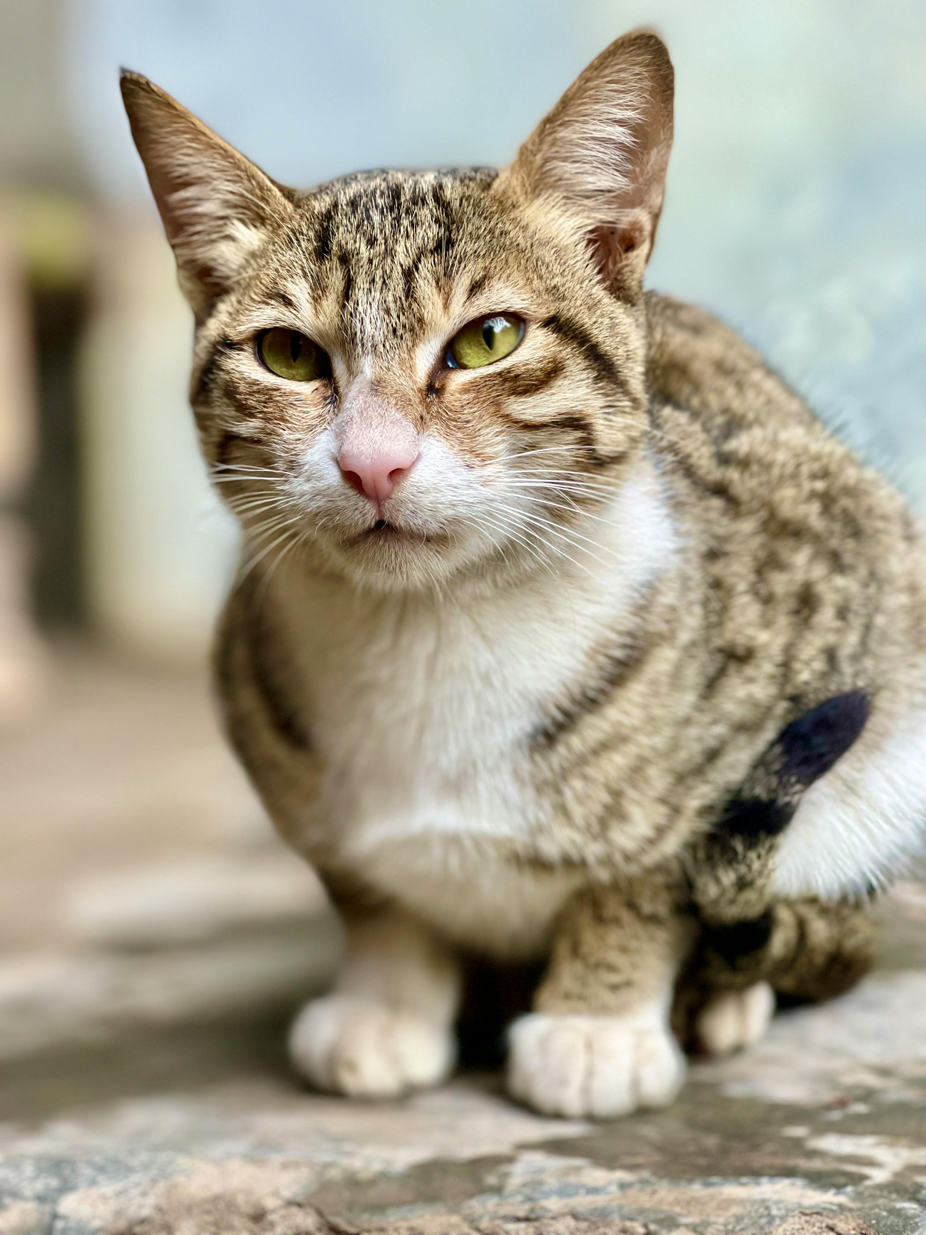 Staring Crouching Cat · Free Stock Photo