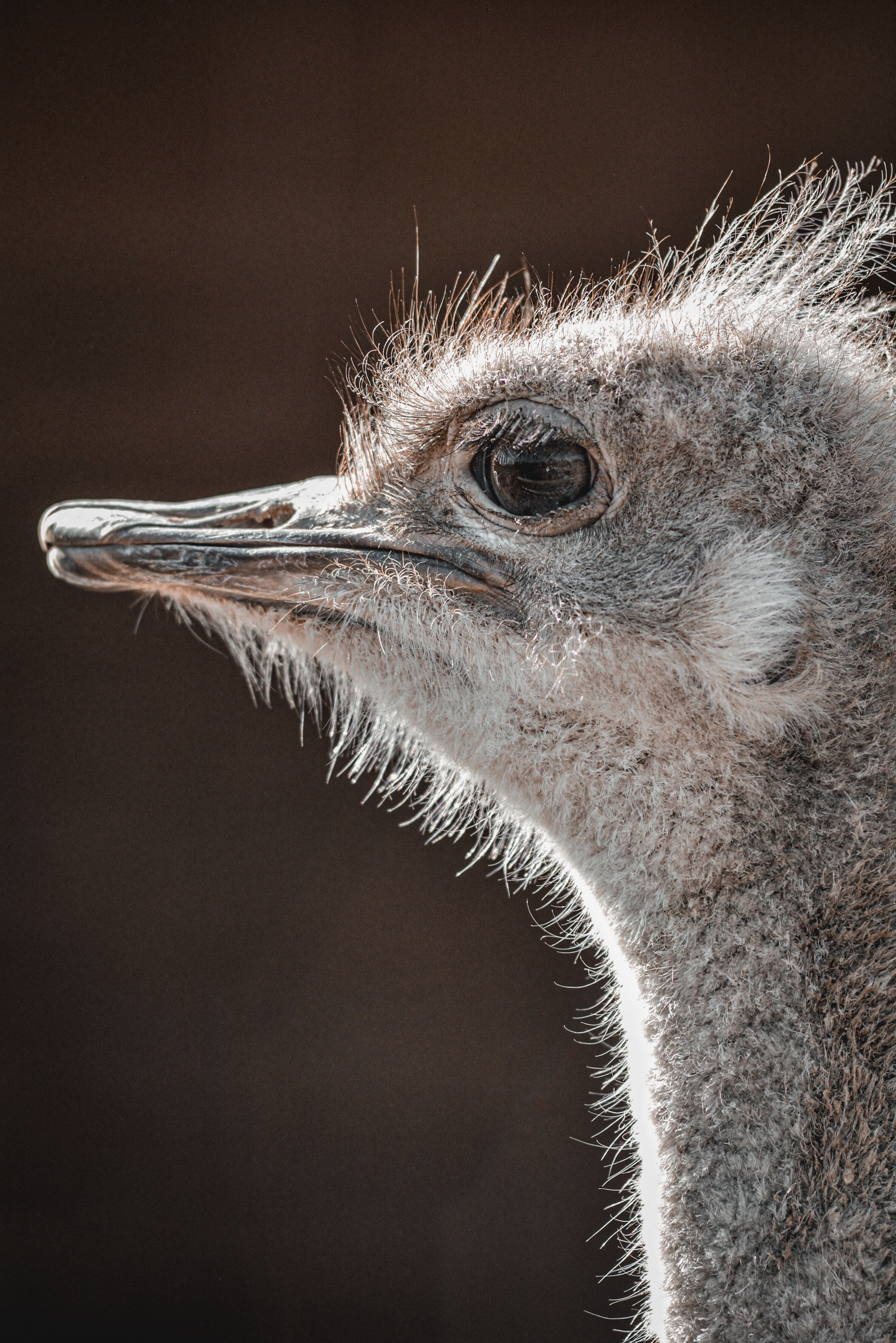 Brown Ostrich · Free Stock Photo