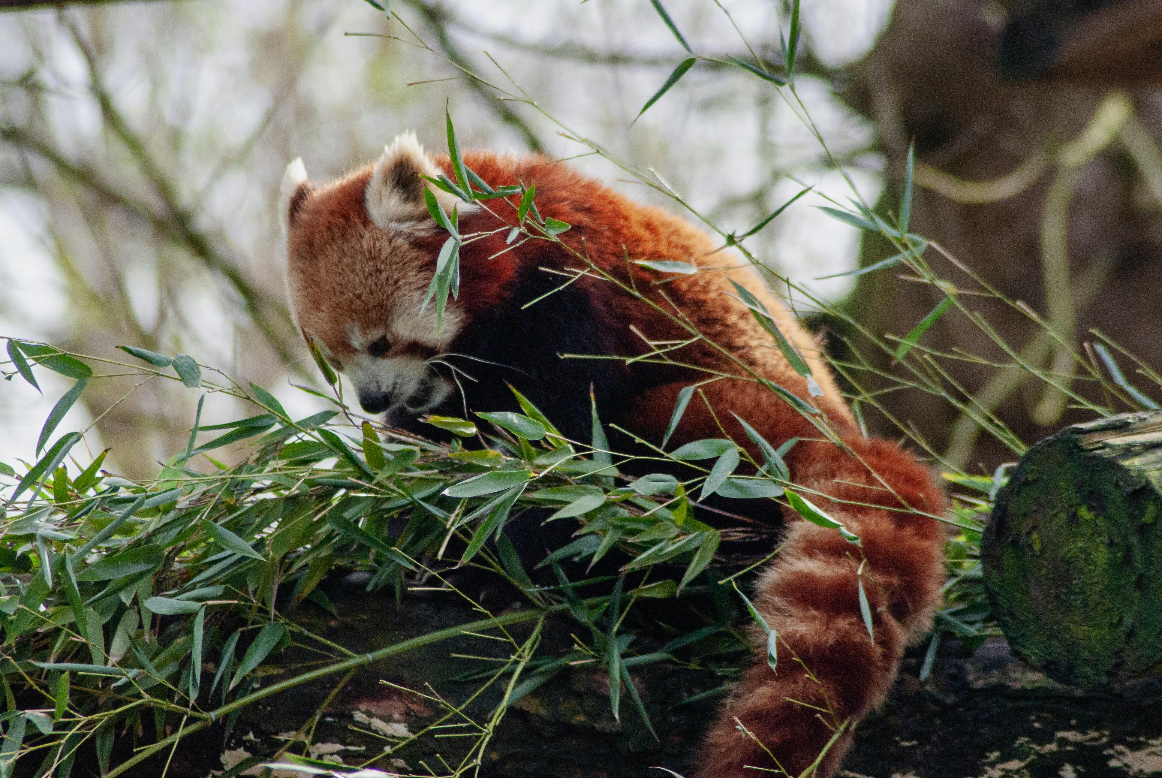 Red panda · Free Stock Photo