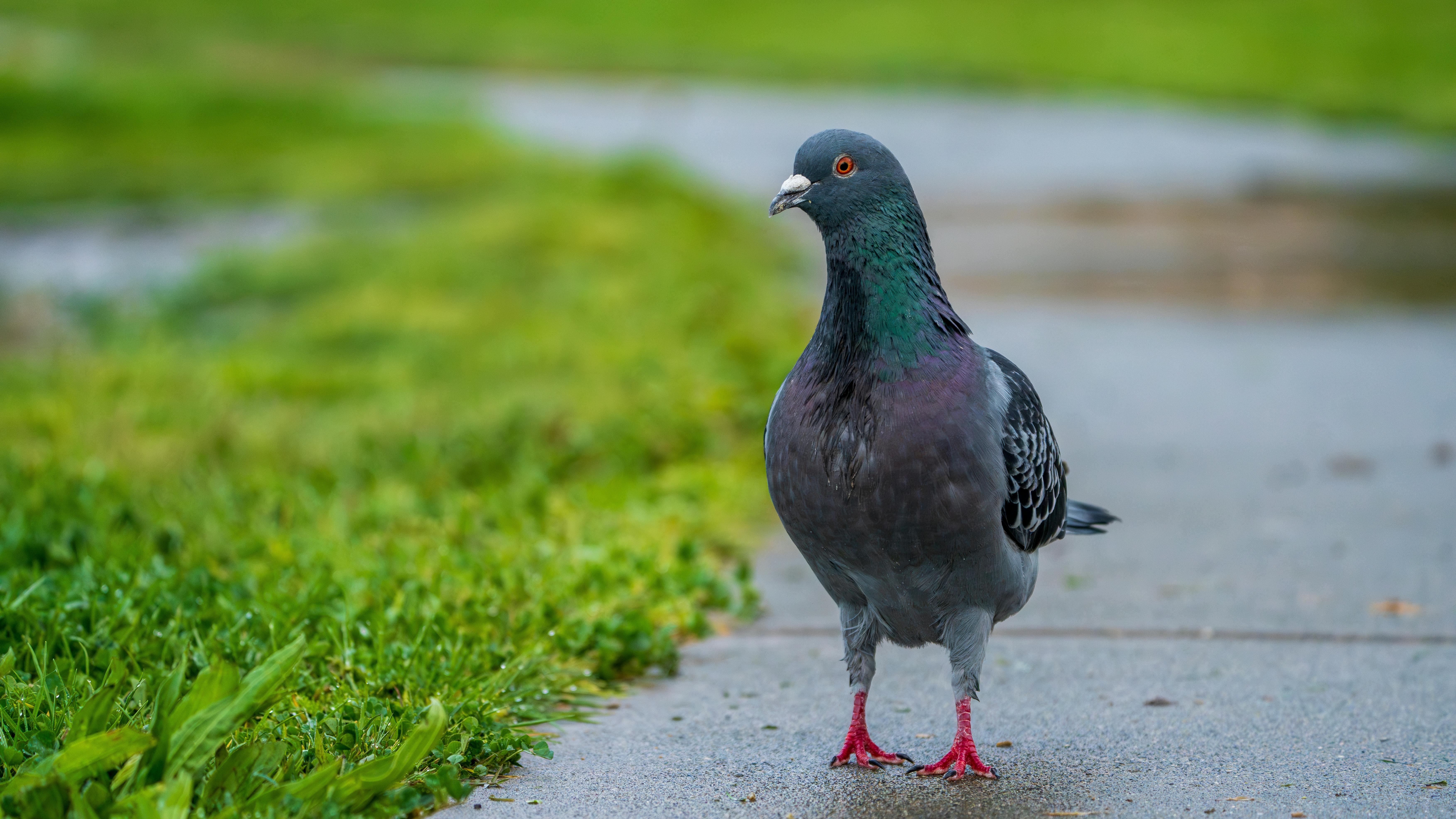 Pigeon Standing on a Wet Sidewalk · Free Stock Photo